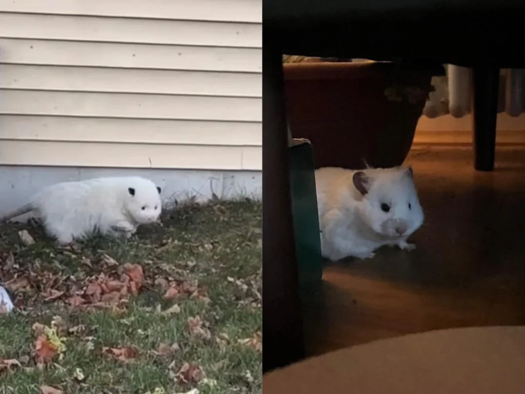 I see no difference | Scrolller