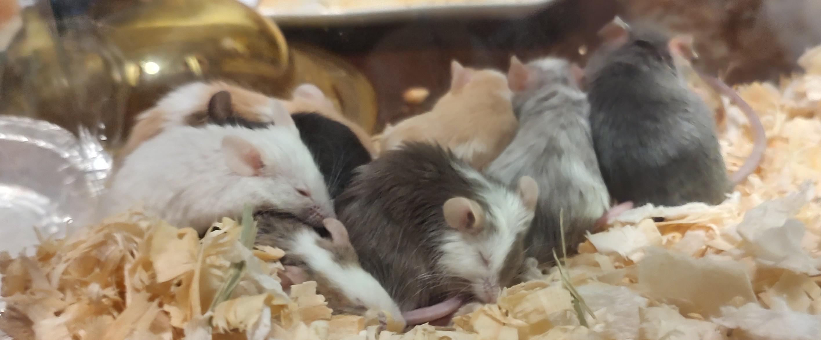 Giant cuddle pile | Scrolller