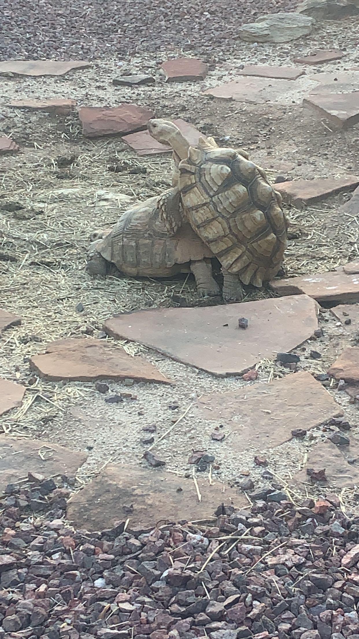 Discover more like Funny: Our torts this afternoon... and Related Content | Scrolller