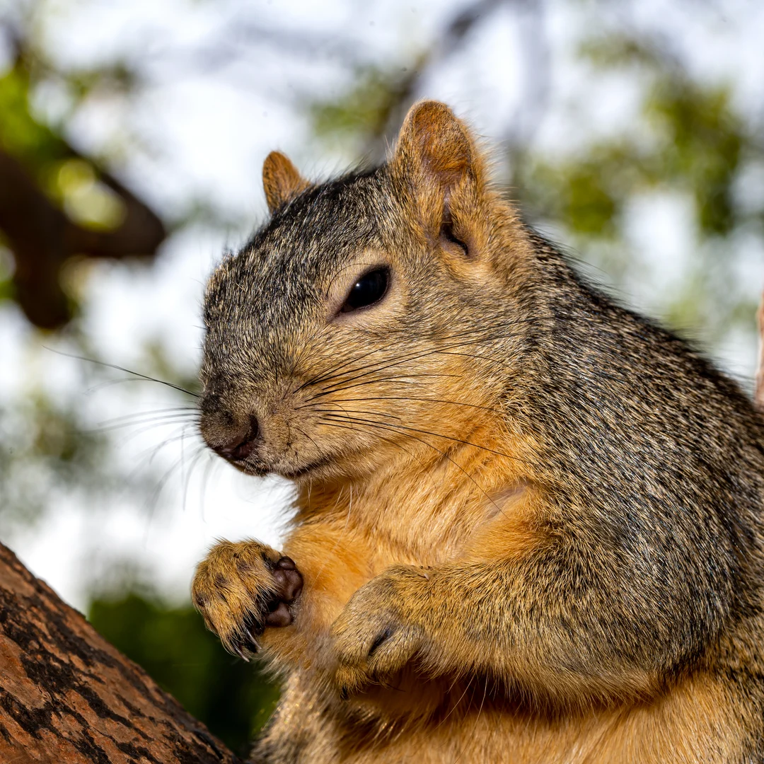 Squirrel gives me the side-eye | Scrolller