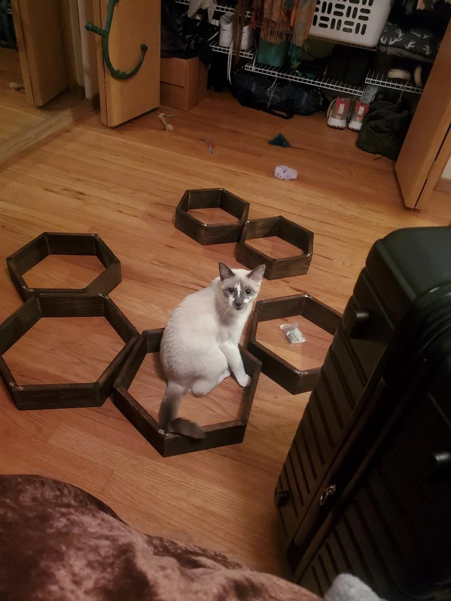 experimenting with layout of new shelves and... | Scrolller