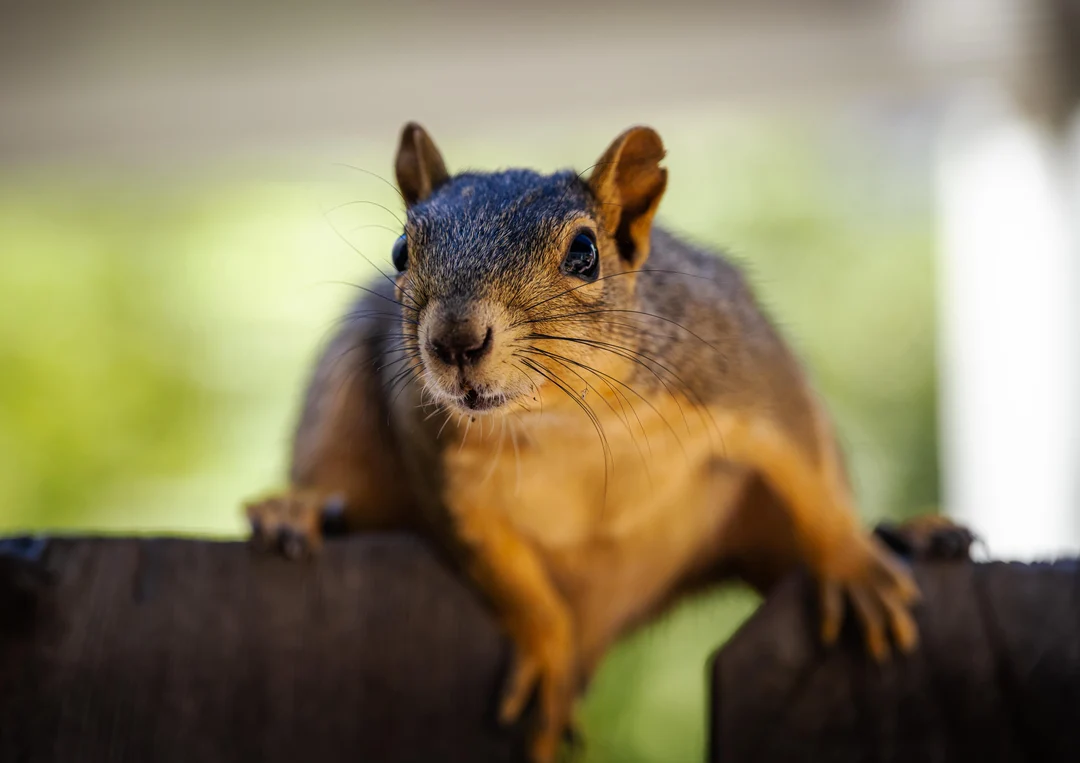 more of one of my squirrel visitors | Scrolller
