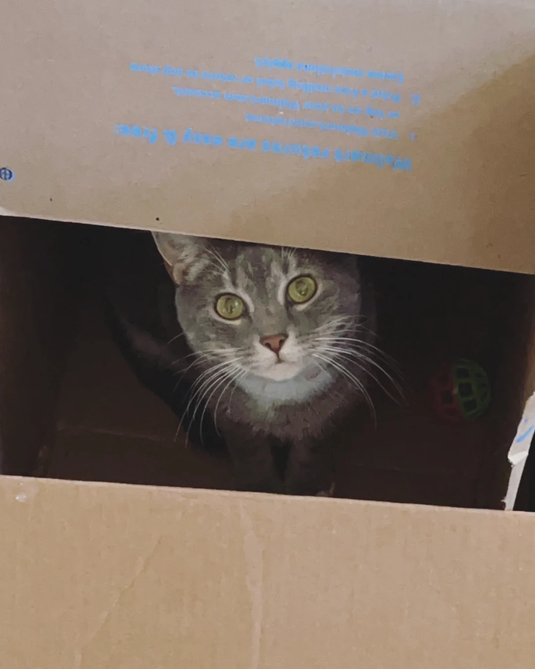 This is Miss Fig's favorite box | Scrolller