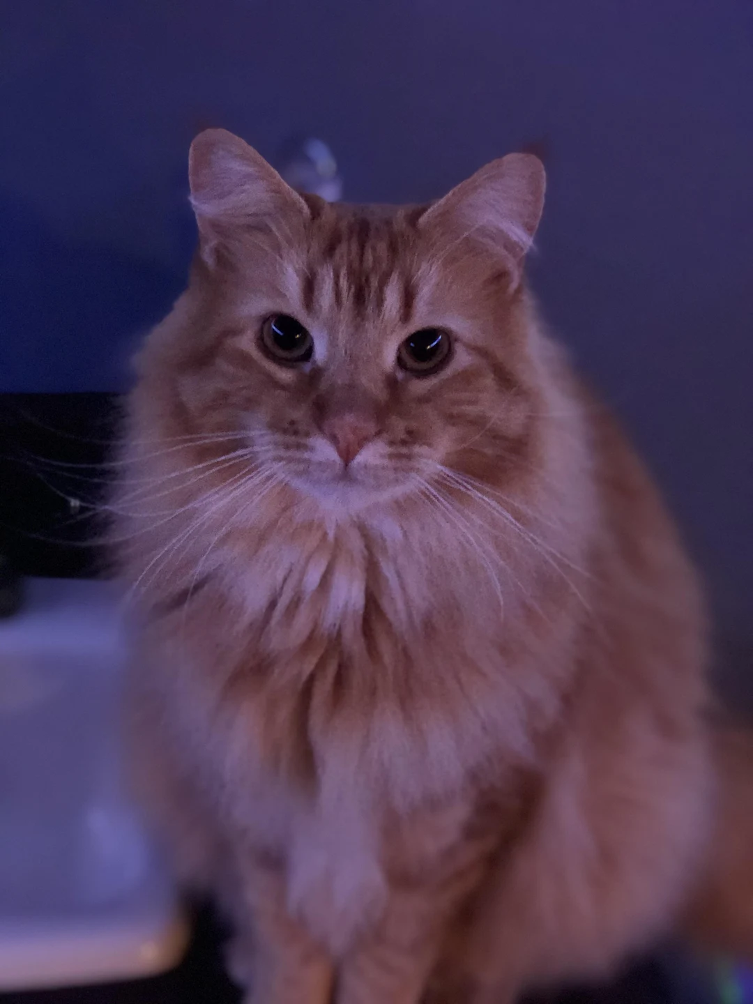 I’ve been lurking and watching for too long! Here is my boy, Simba! | Scrolller