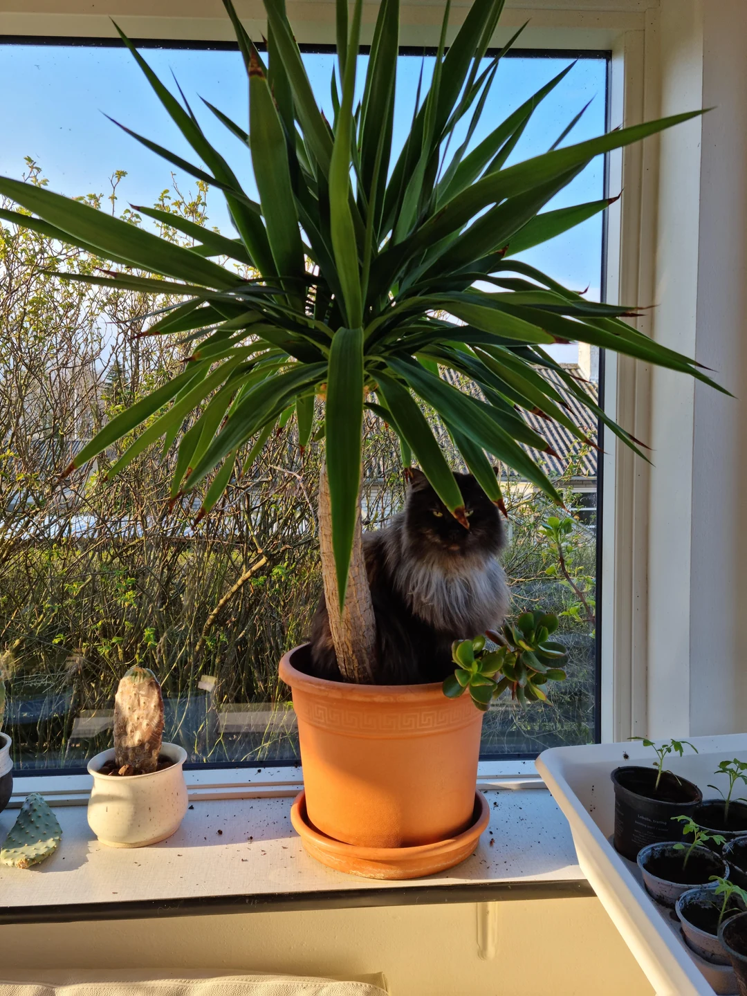 Yucca Trap! | Scrolller