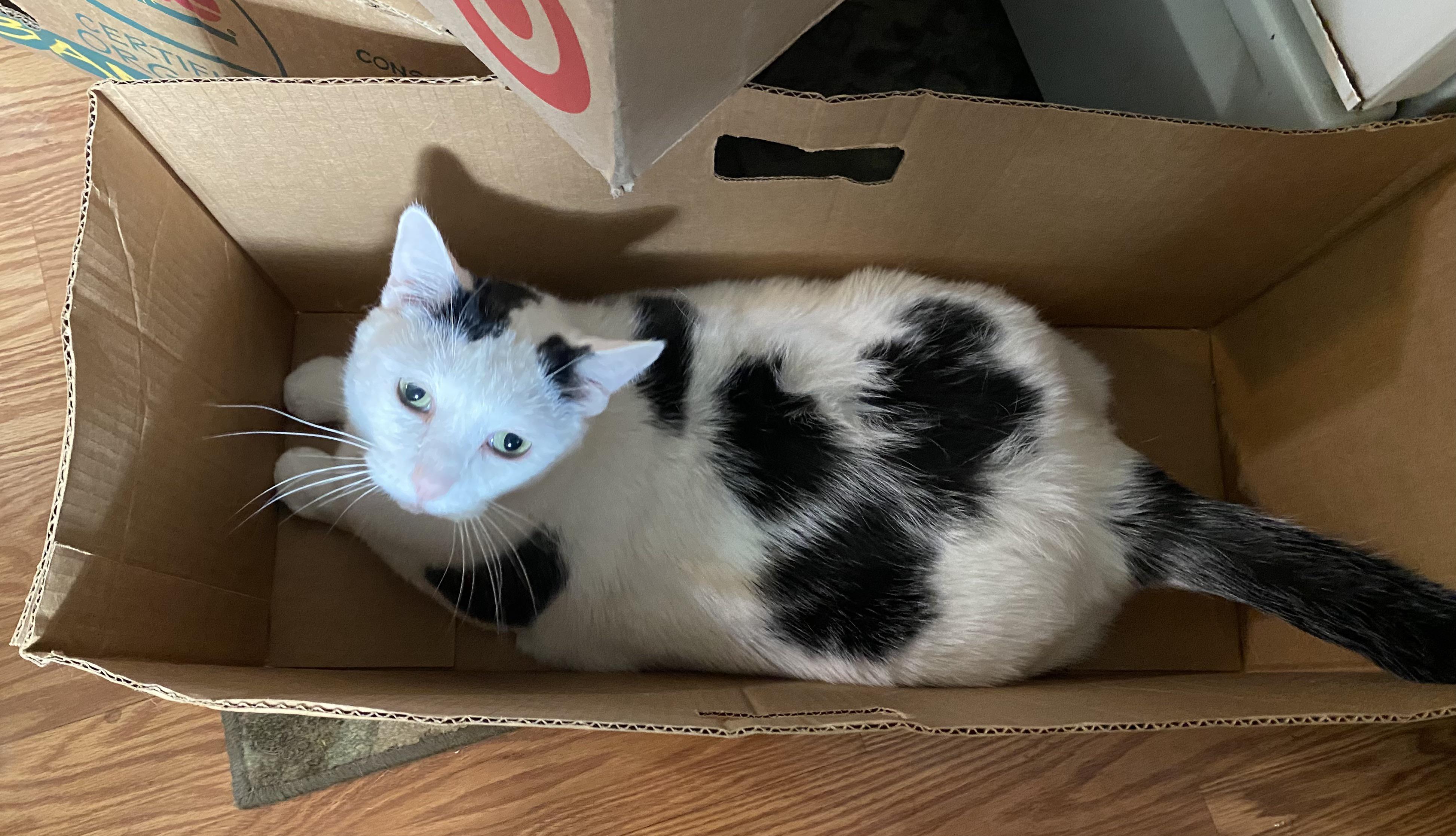 One cat loaf, please | Scrolller