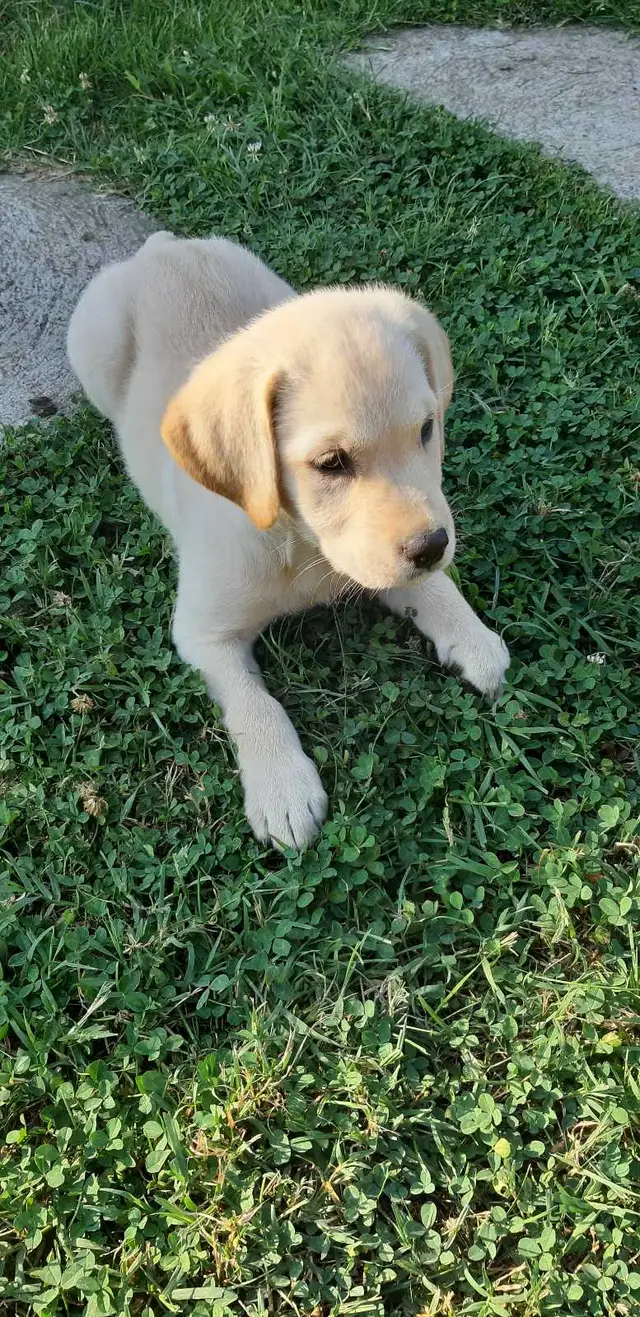 My dogs puppy | Scrolller