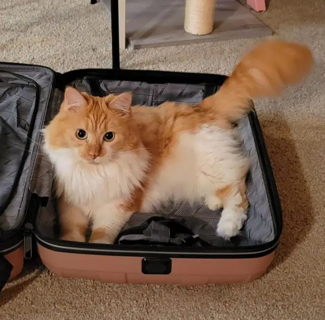 Travel trap | Scrolller