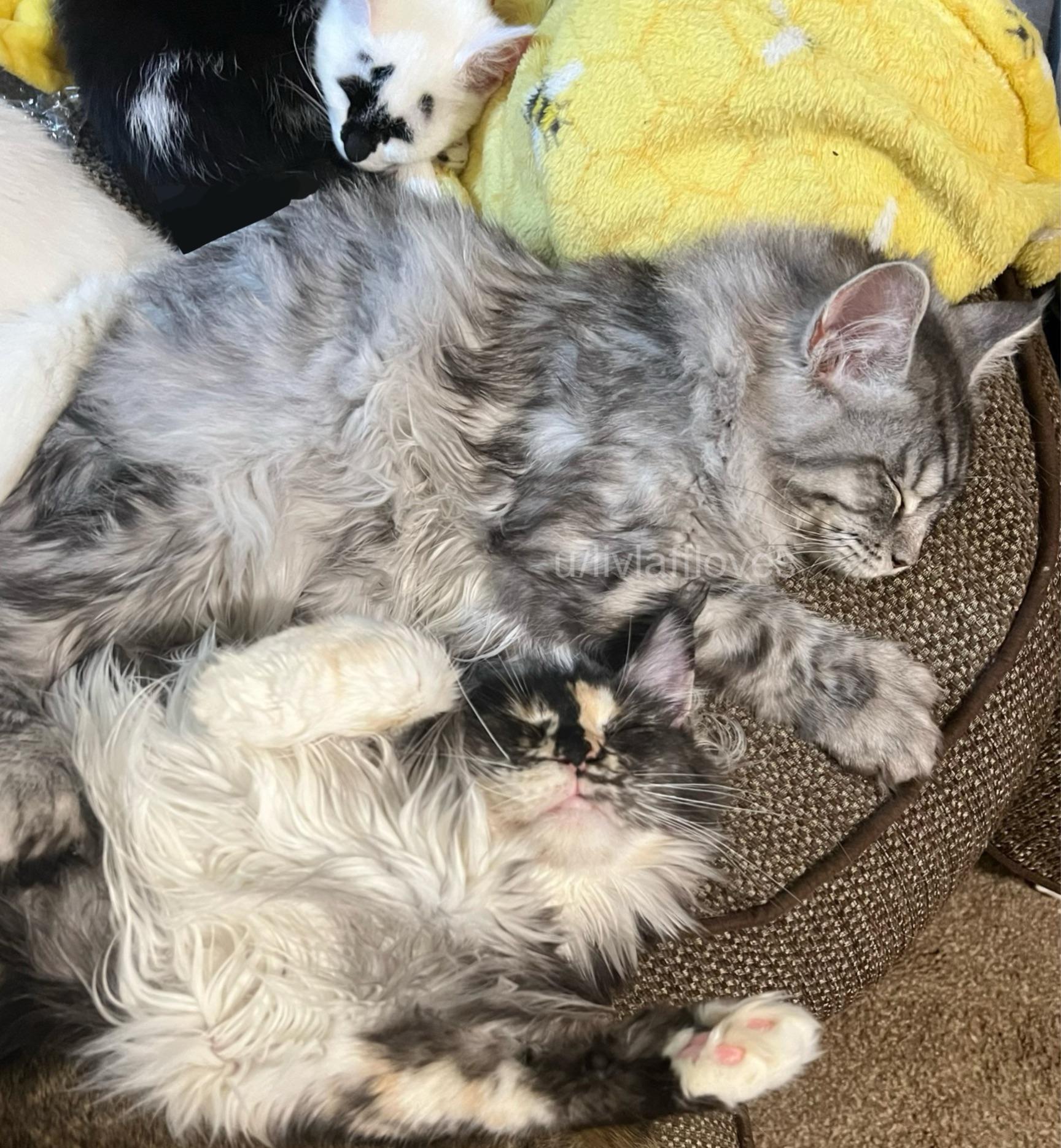 snuggle buddies | Scrolller