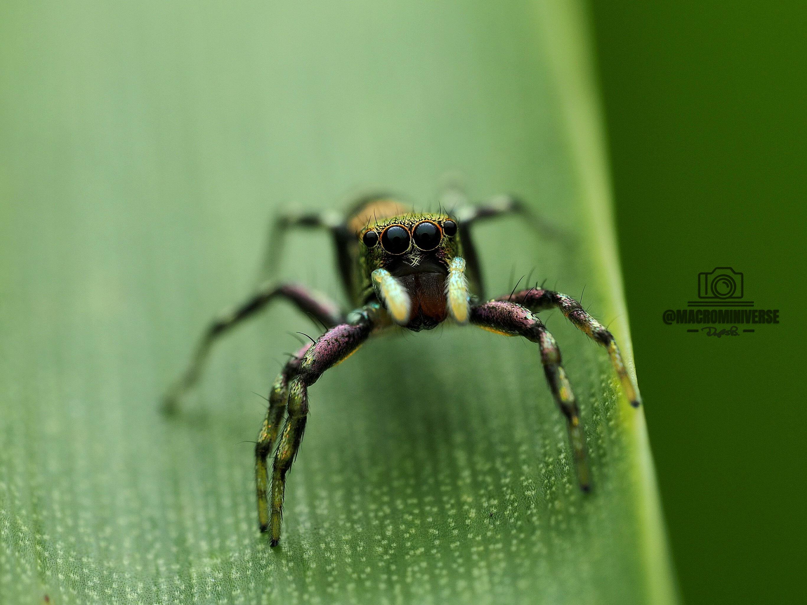 Jumping Spider - Indonesia [OC] | Scrolller