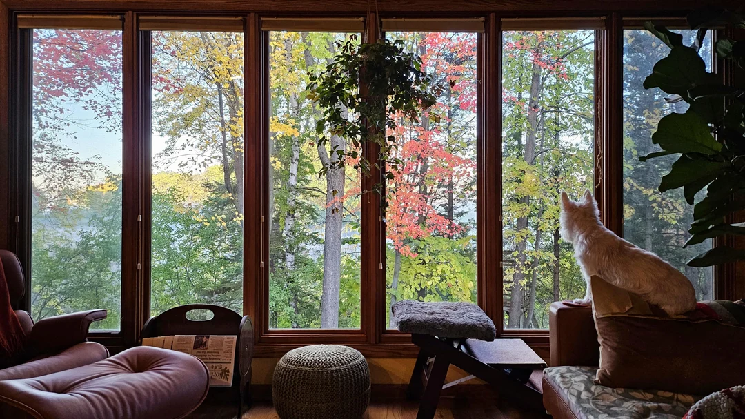 My backyard on a foggy morning with fall colors | Scrolller