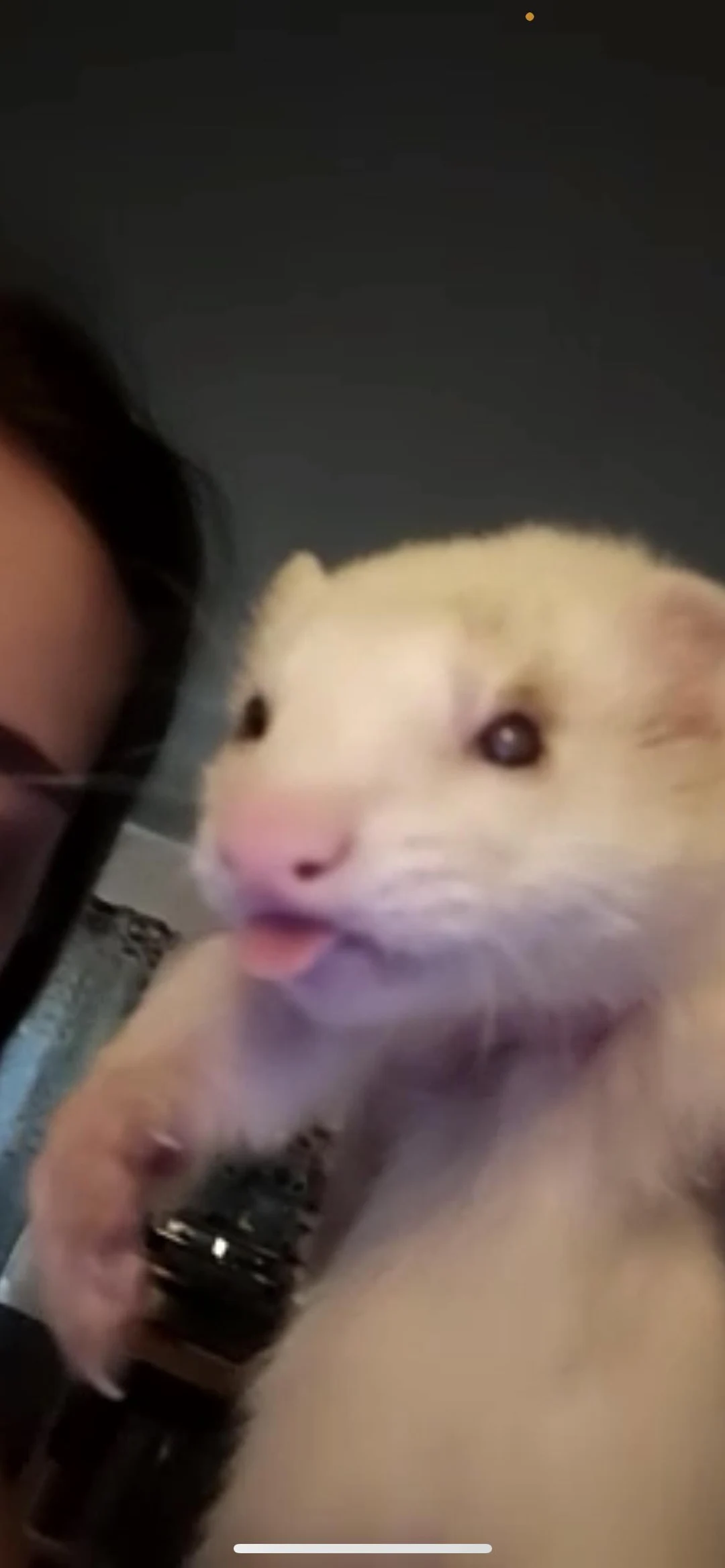 Meet Chevy | Scrolller