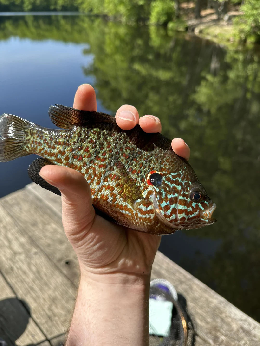 Look at the colors on this chonker | Scrolller