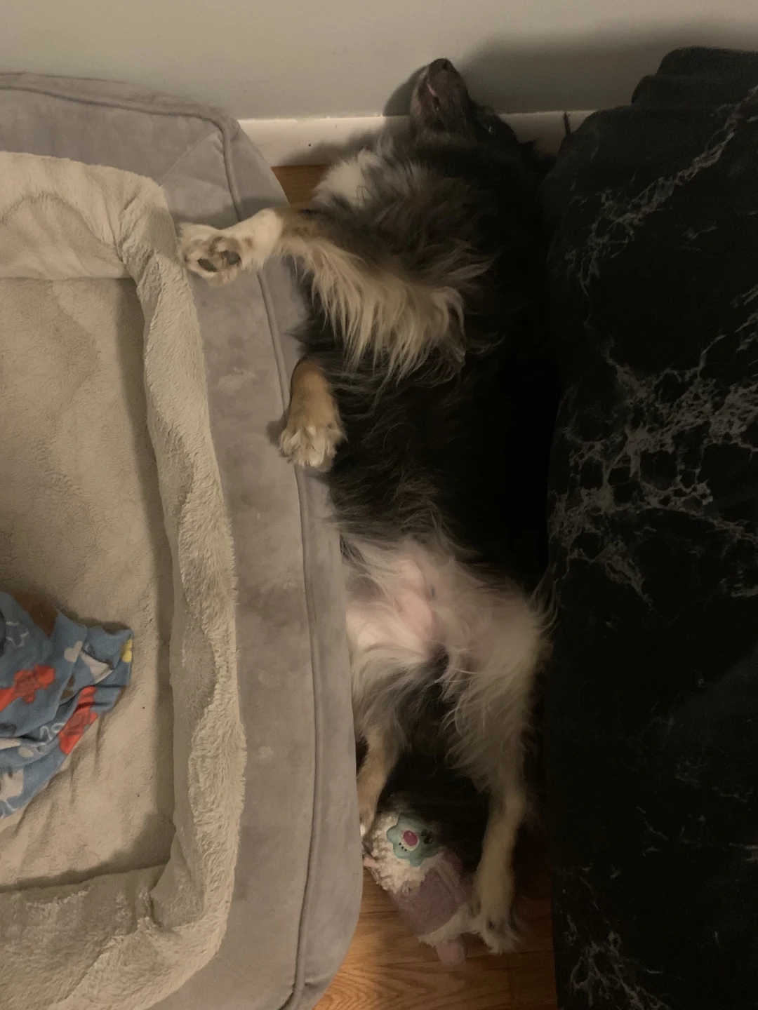 Discover more like WhatsWrongWithYourDog: Just sleeping in a normal, and comfortable, position ...