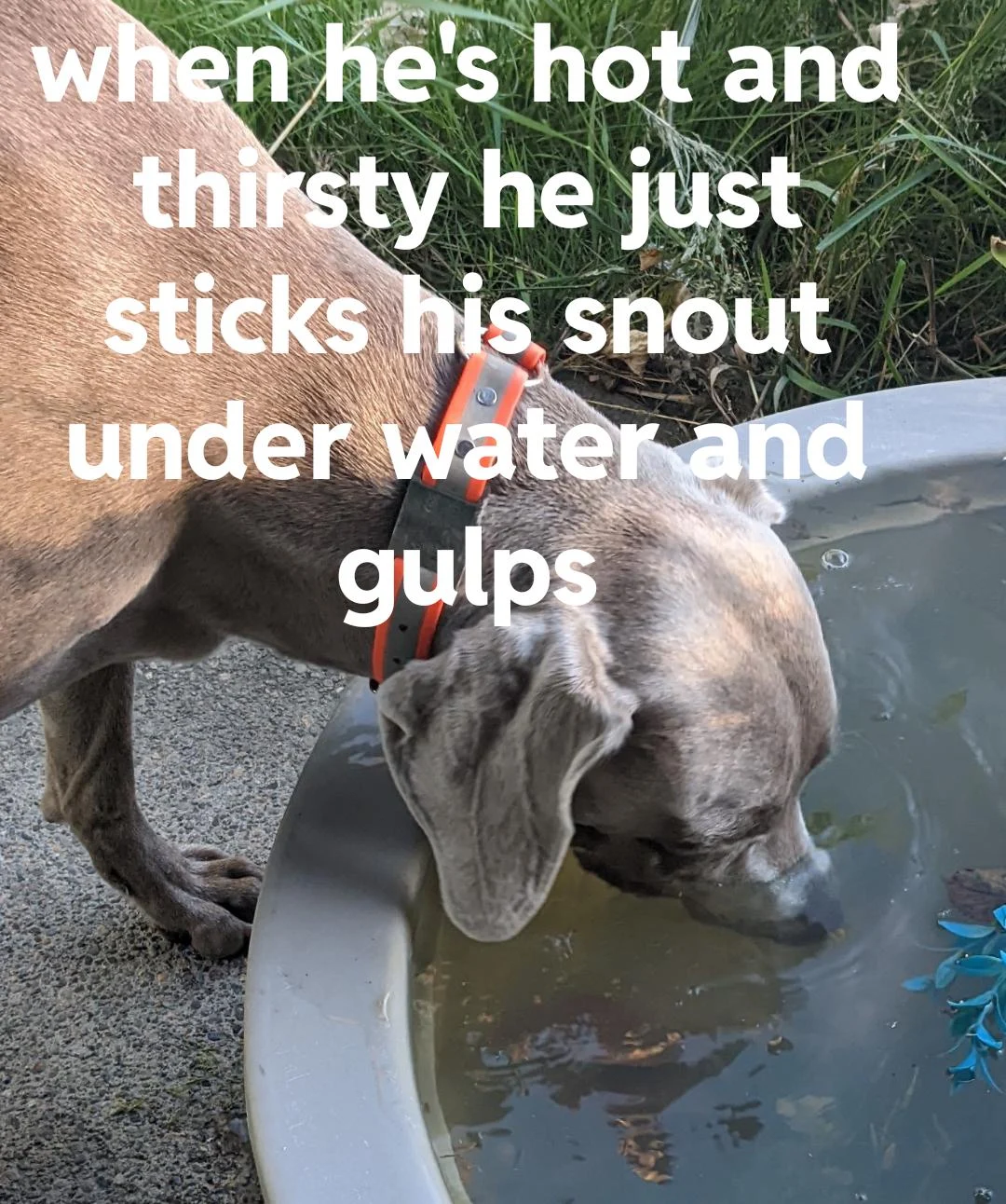 My weim doesn't drink, he chugs😋 | Scrolller