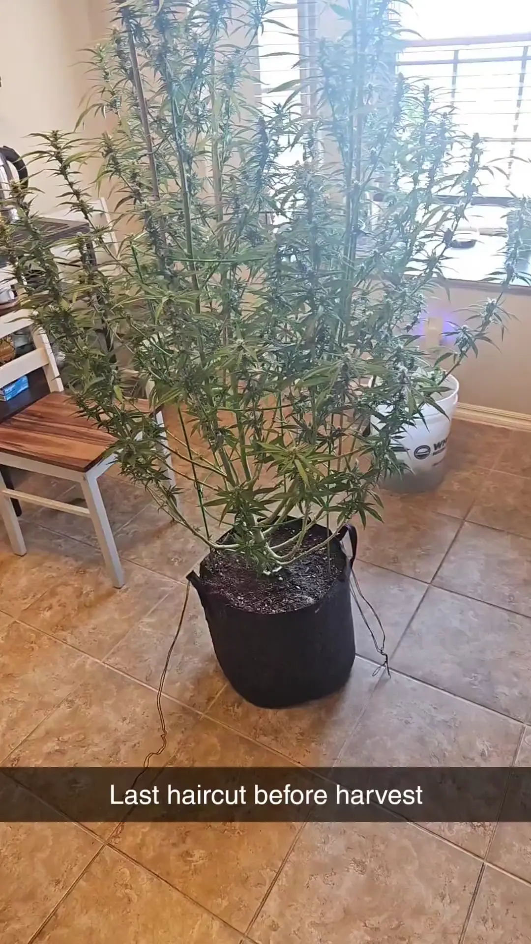 Early flower (4weeks), defoliated today. Maybe another 4-6 weeks. Hoping they plump up a lot ...