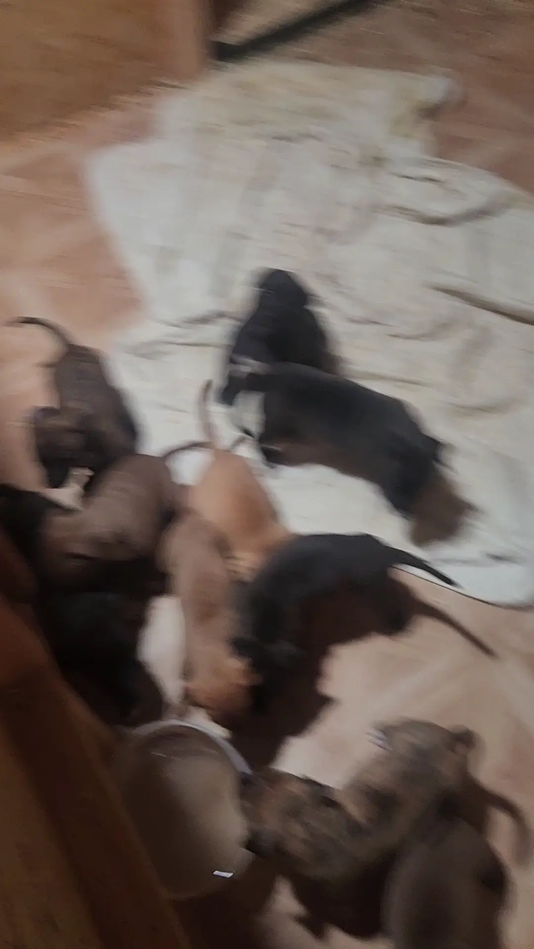 Discover more like Bulldogs: Early morning shenanigans and Related Content | Scrolller