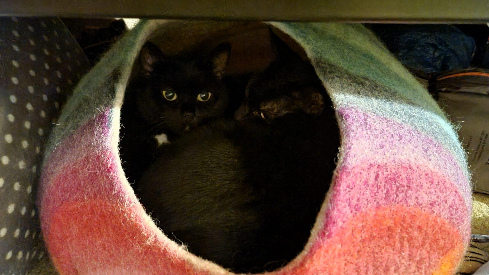 Cuddling Voids | Scrolller