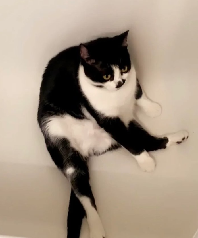 He is very polite and very distinguished | Scrolller