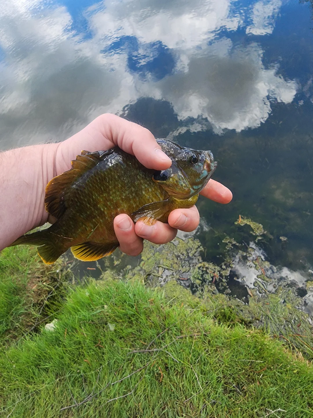 First cast | Scrolller