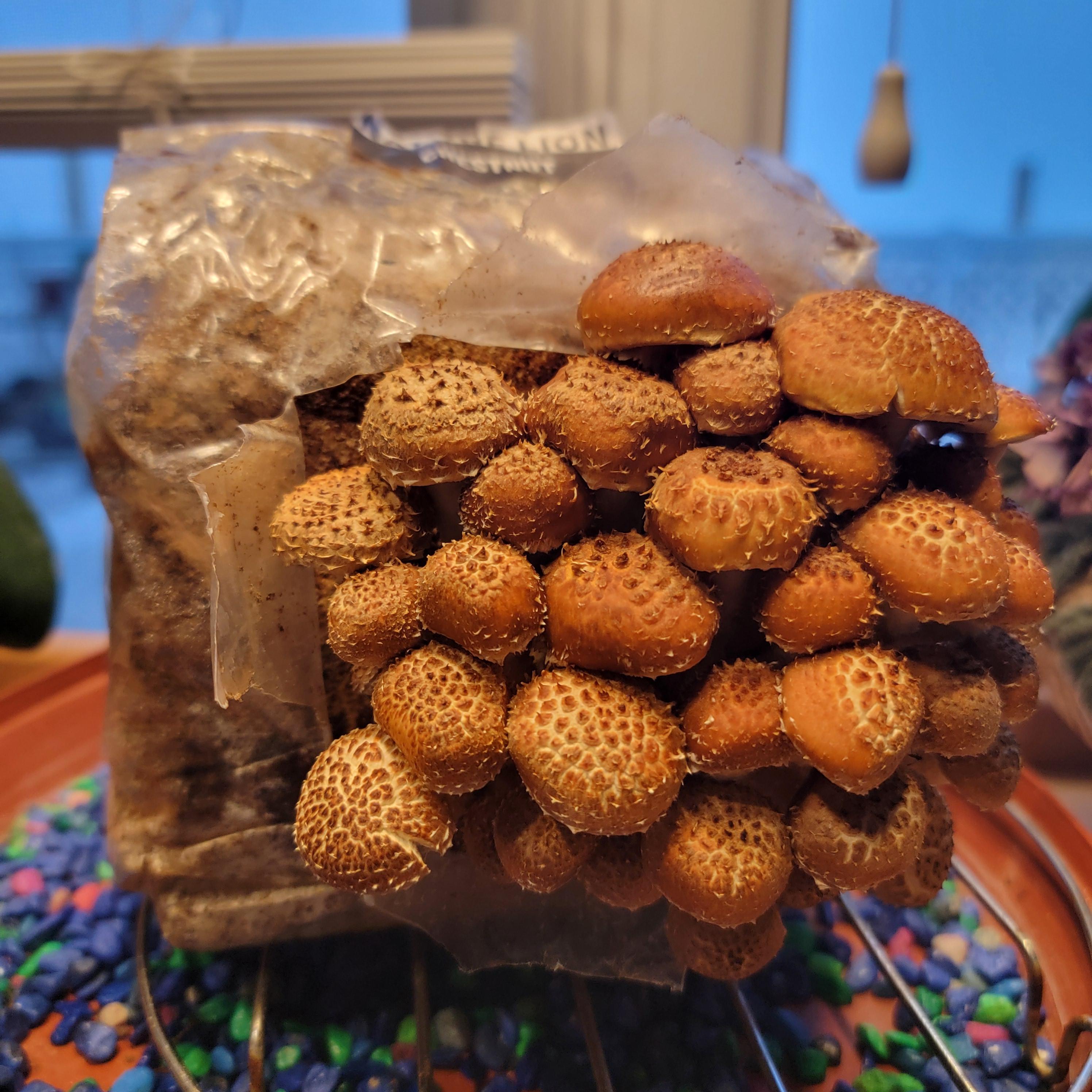Discover more like Mushrooms: Second flush from a chestnut kit and ...