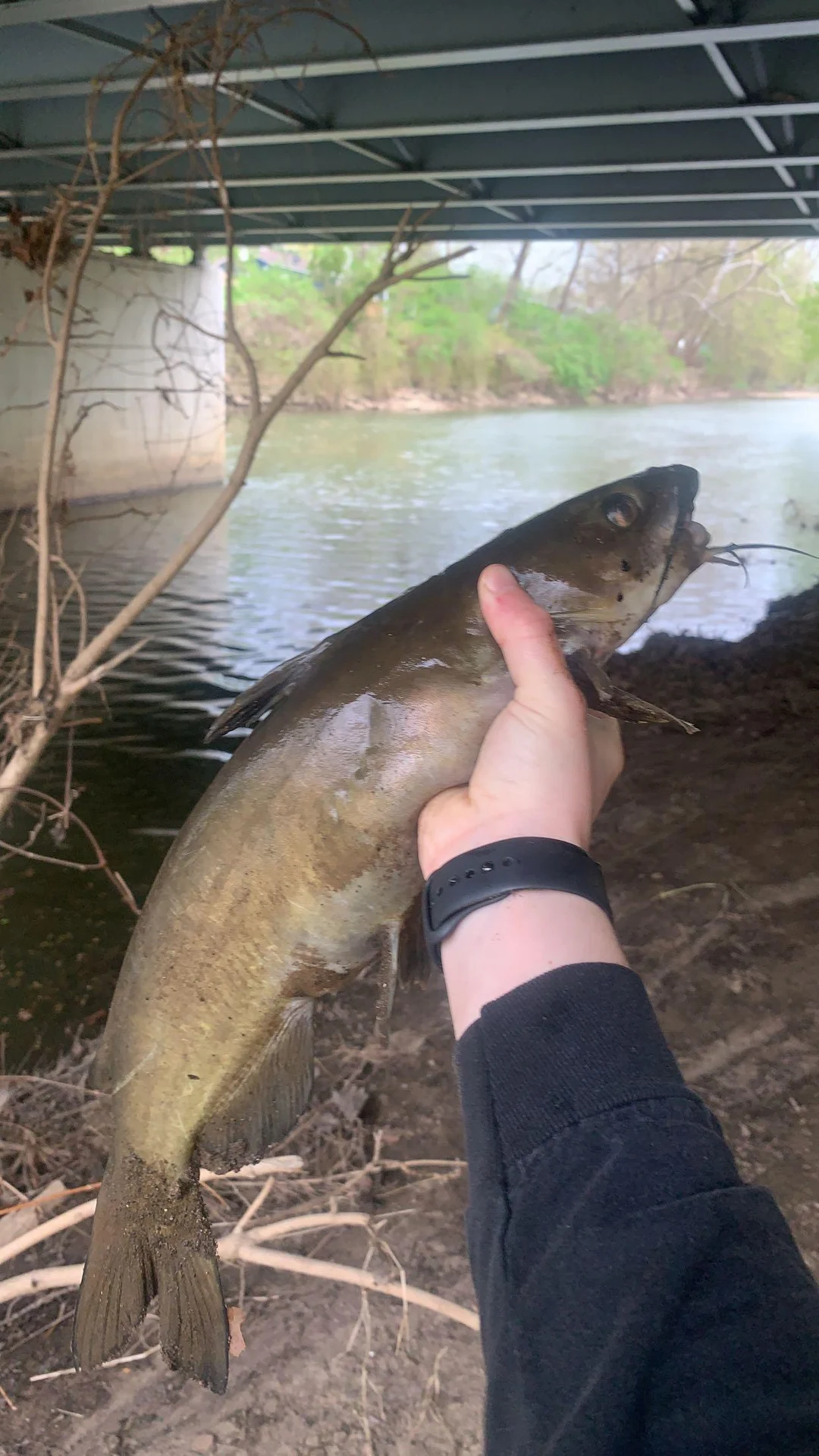 Caught my first catfish but gut hooked him :( | Scrolller