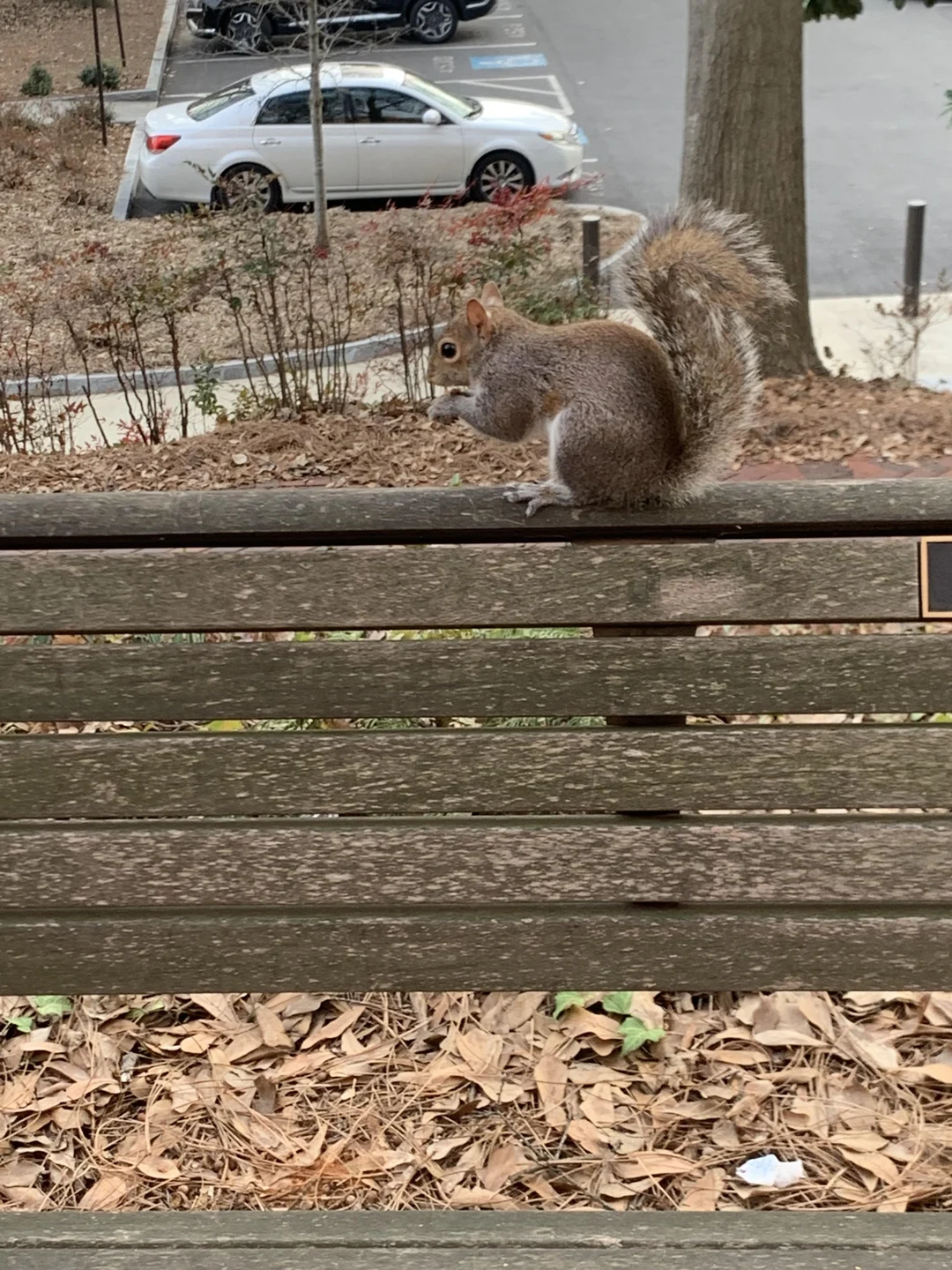 Does anybody know why the squirrels run away everytime I approach them ? | Scrolller