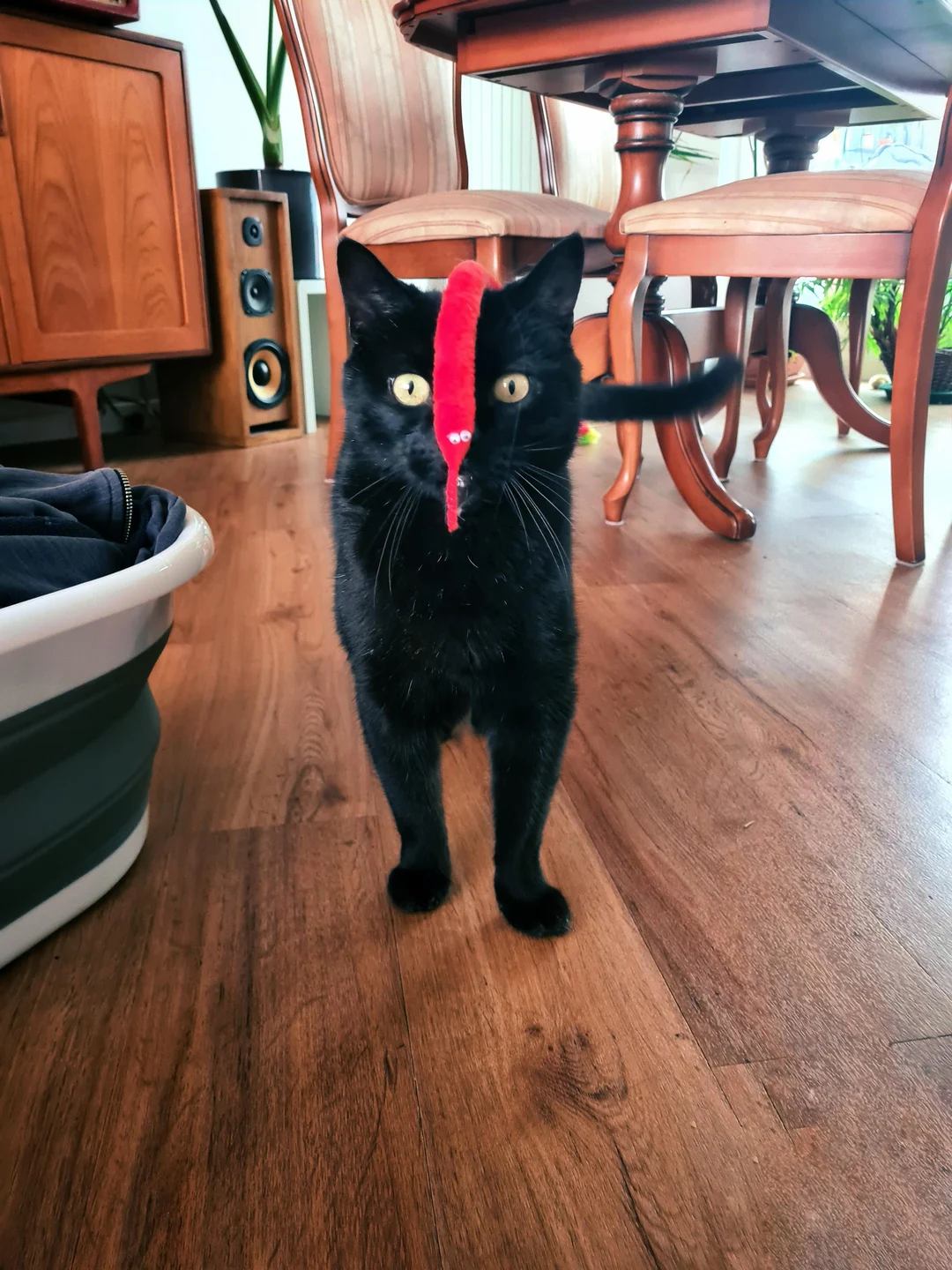 Have you seen my worm, human? | Scrolller