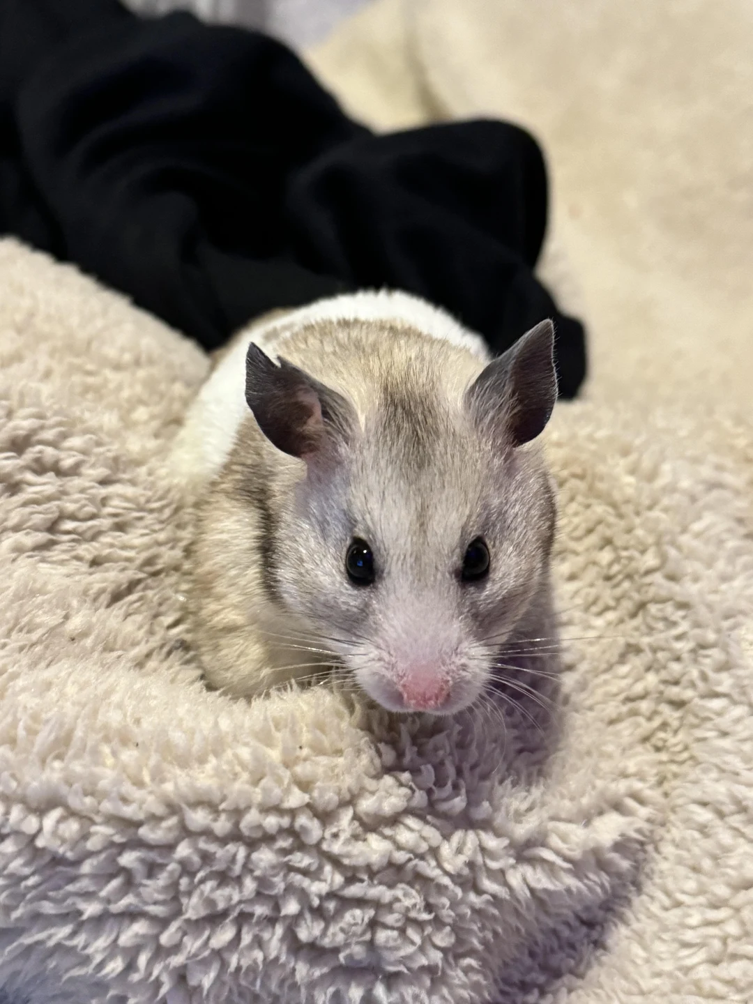 Violet blending in to the bed covers😂💜 | Scrolller