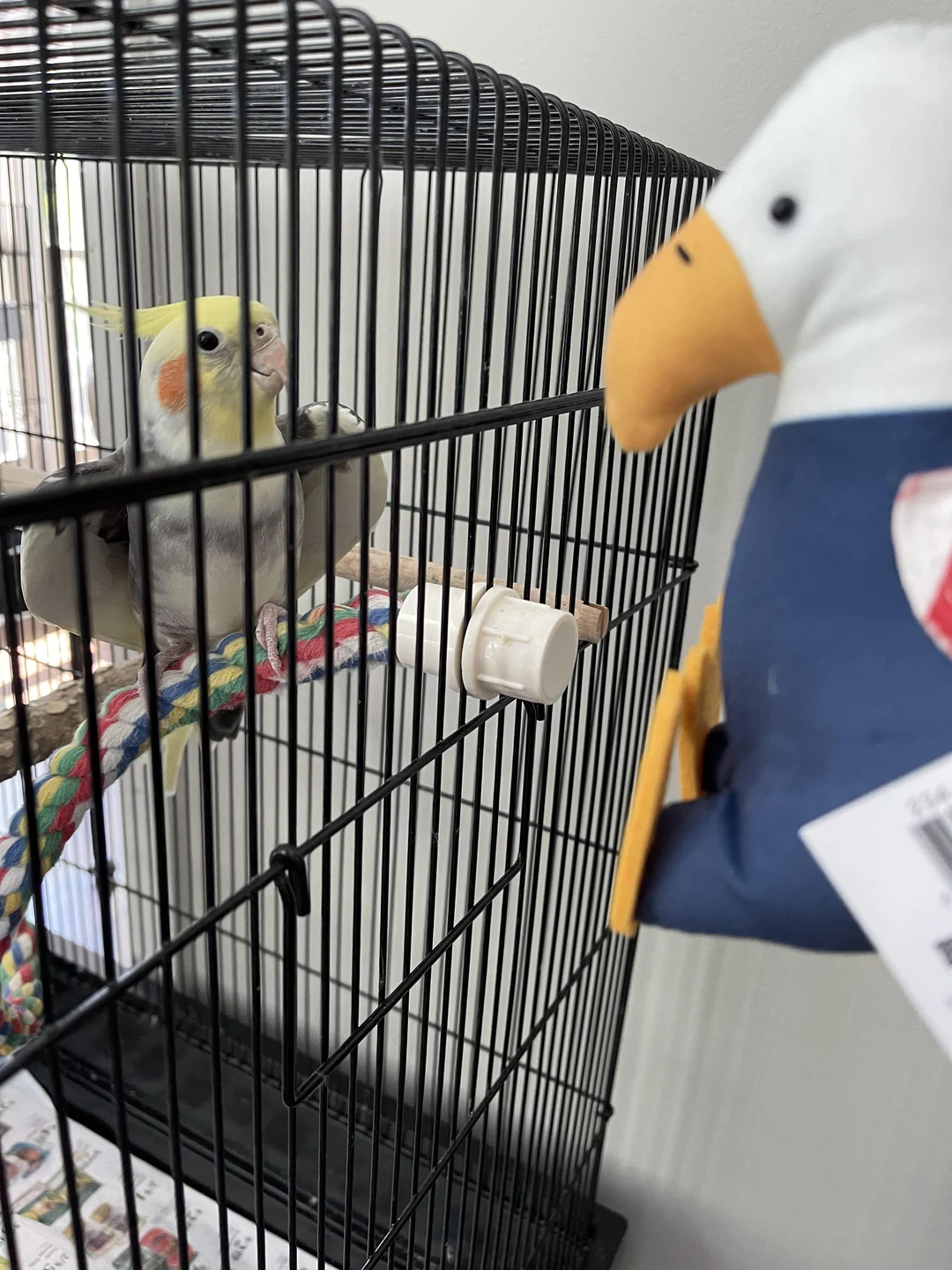 Crushing Eagle | Scrolller