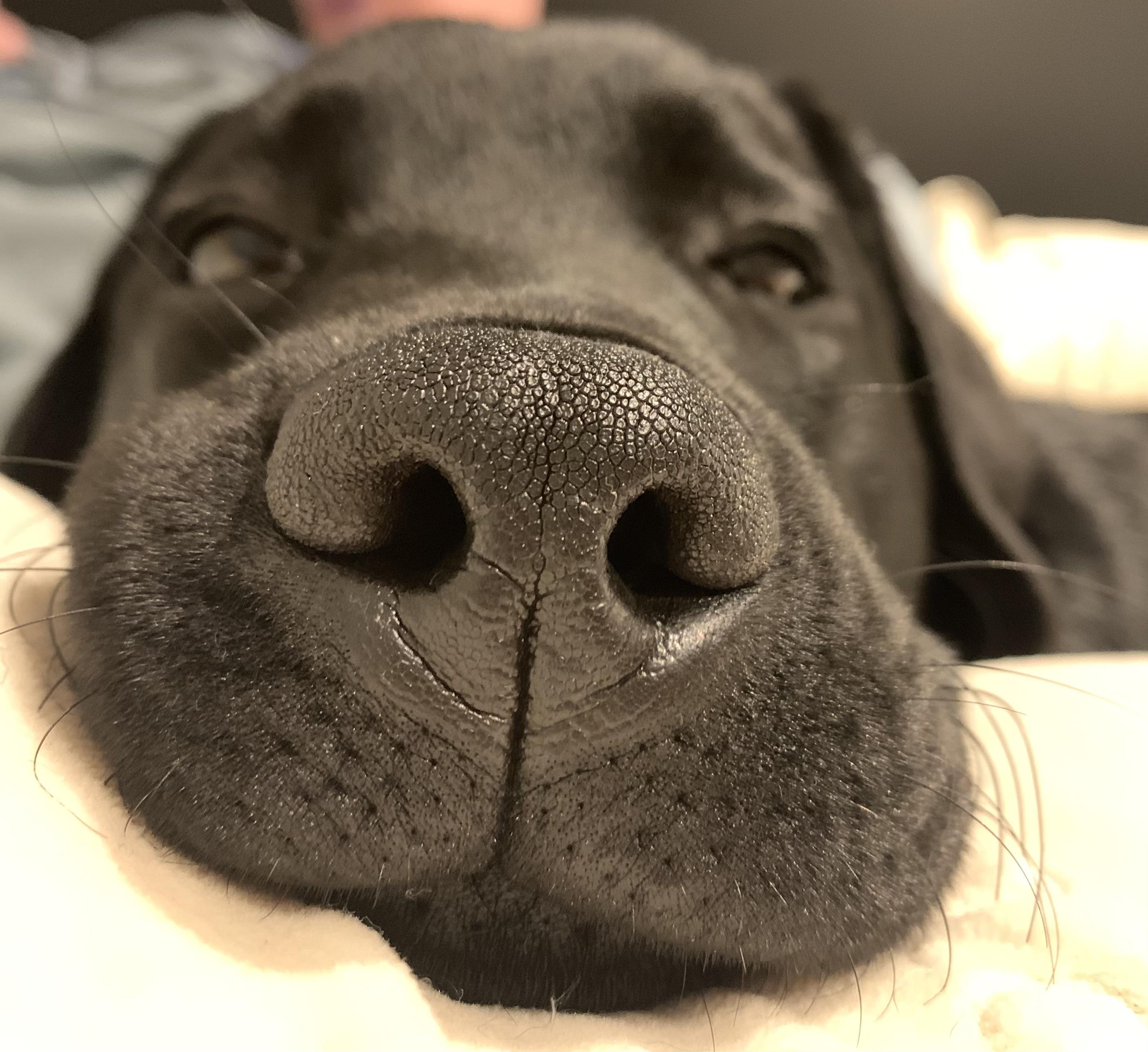 Boop [OC] | Scrolller