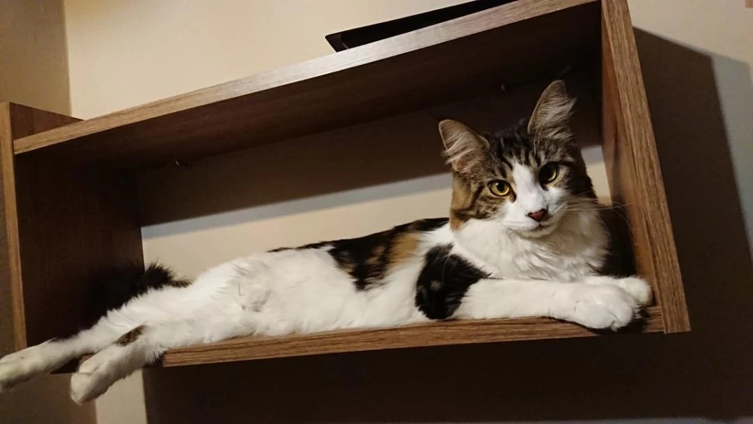 This is MY shelf! | Scrolller