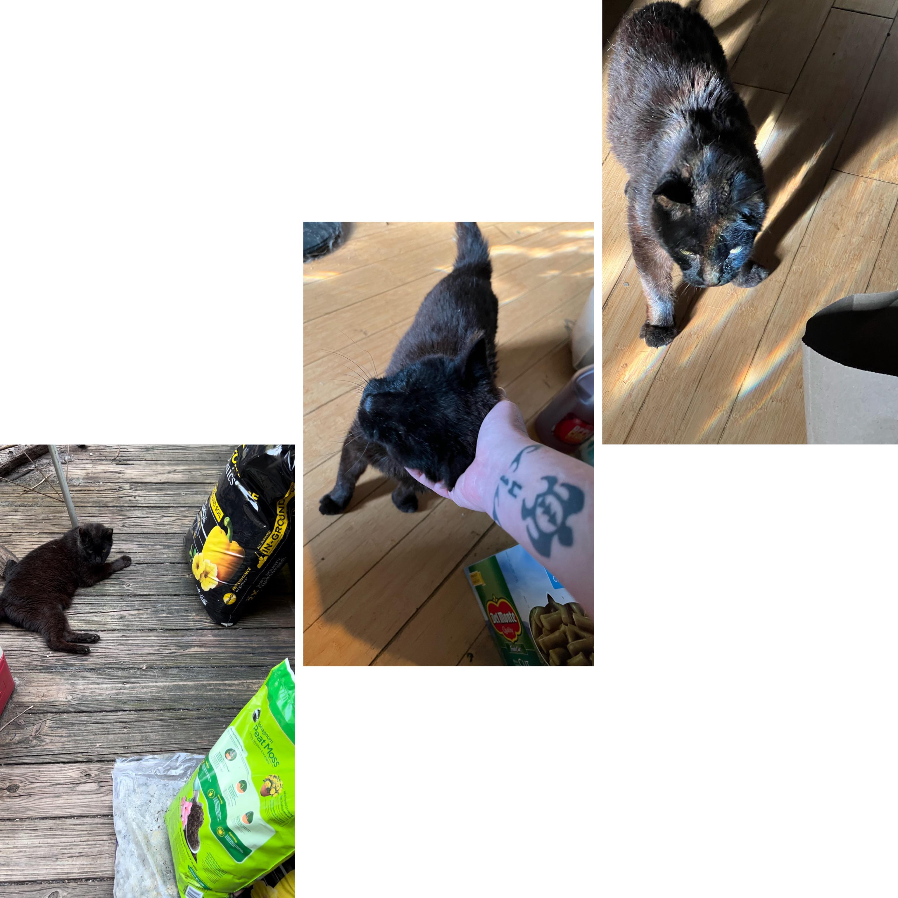 RIP Hemingway. You were a most excellent feral | Scrolller