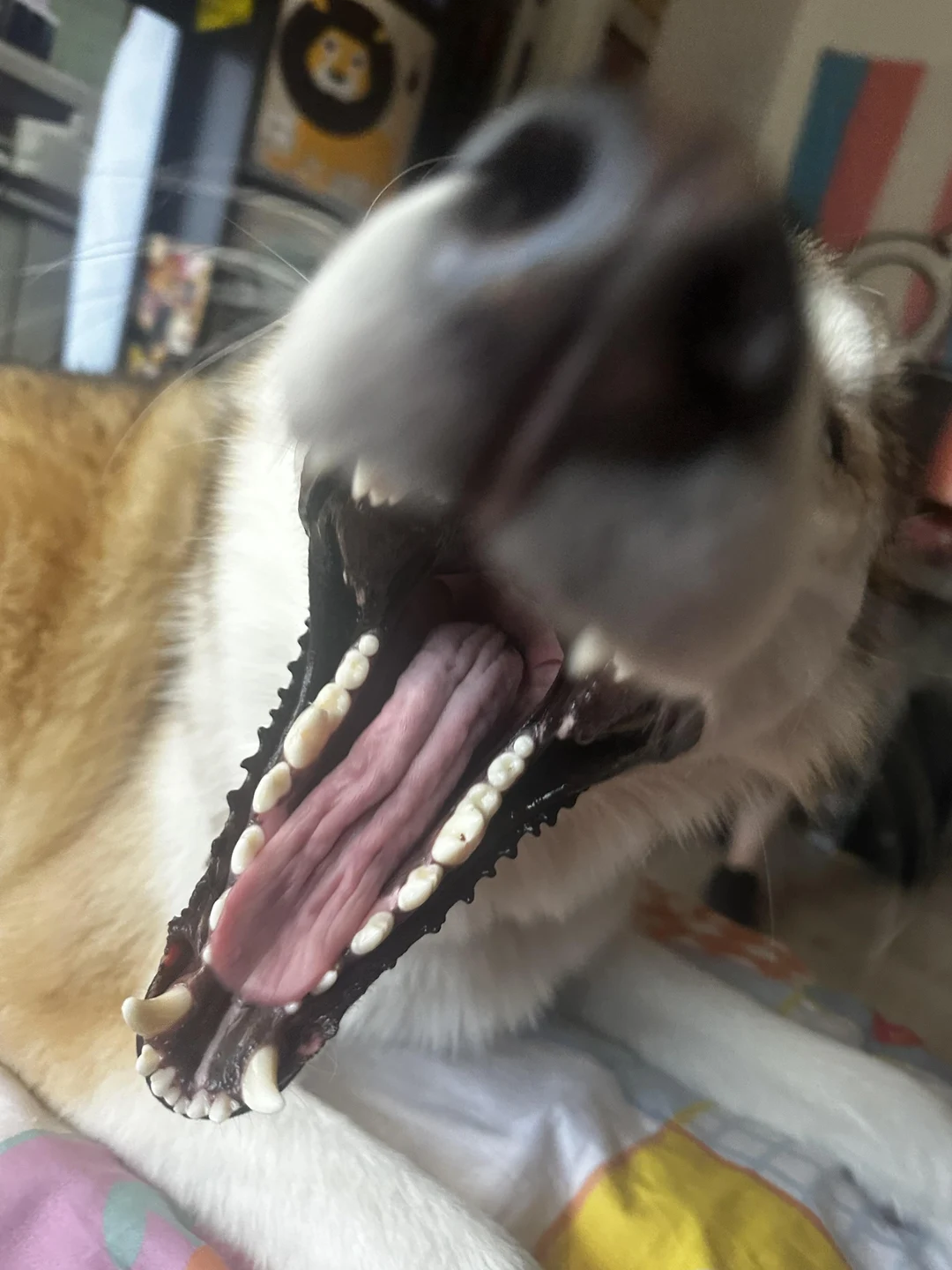 was trying to take a cute picture of my husky and instead got a good look at his teeth | Scrolller