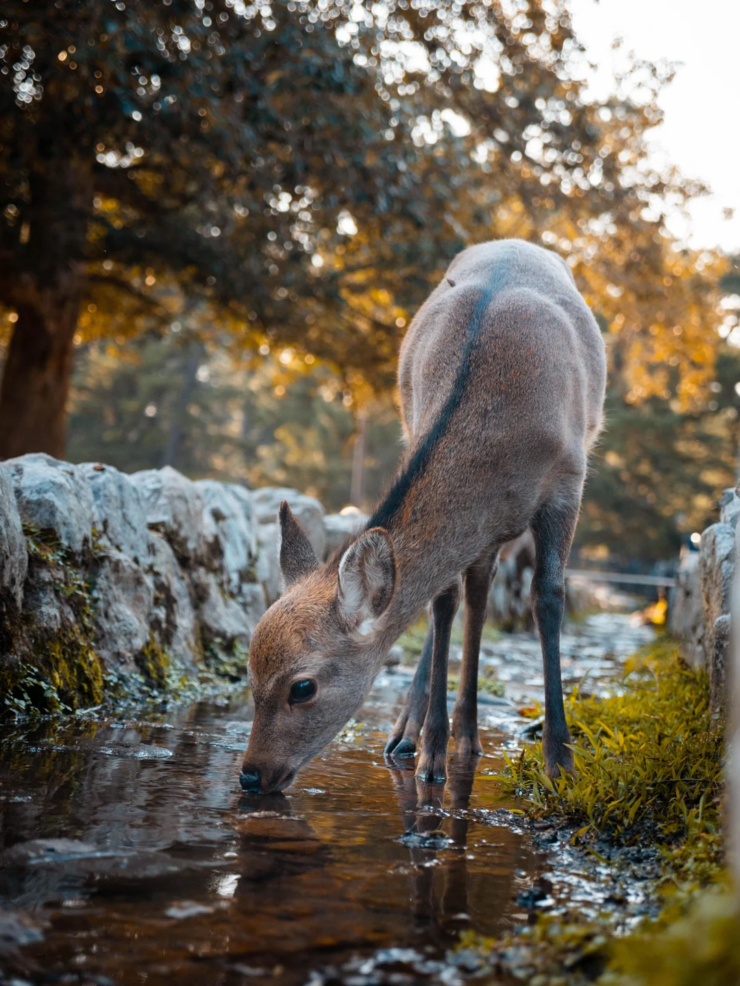 Little doe drinking from a stream in Nara, Japan [OC] | Scrolller