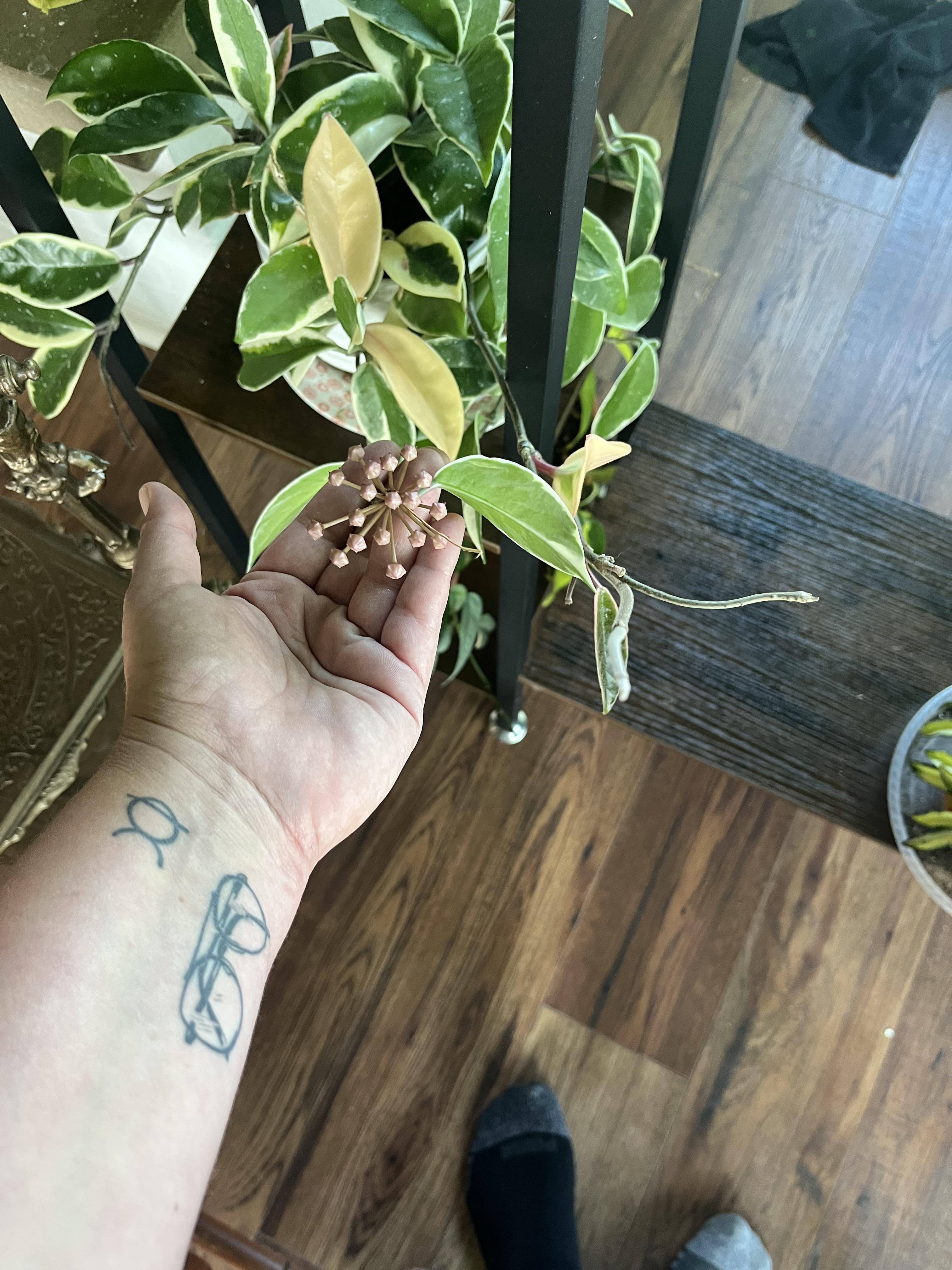 Omg!!! 5 years in, she blooms! | Scrolller