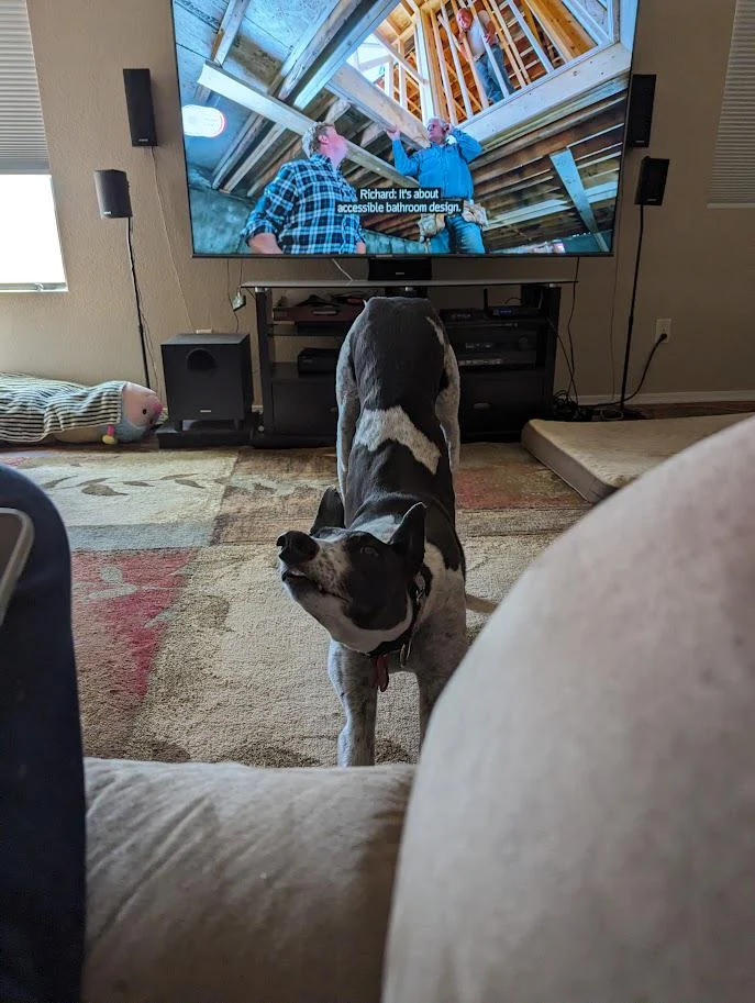 This Middle-aged Greyhound helps me watch This Old House | Scrolller