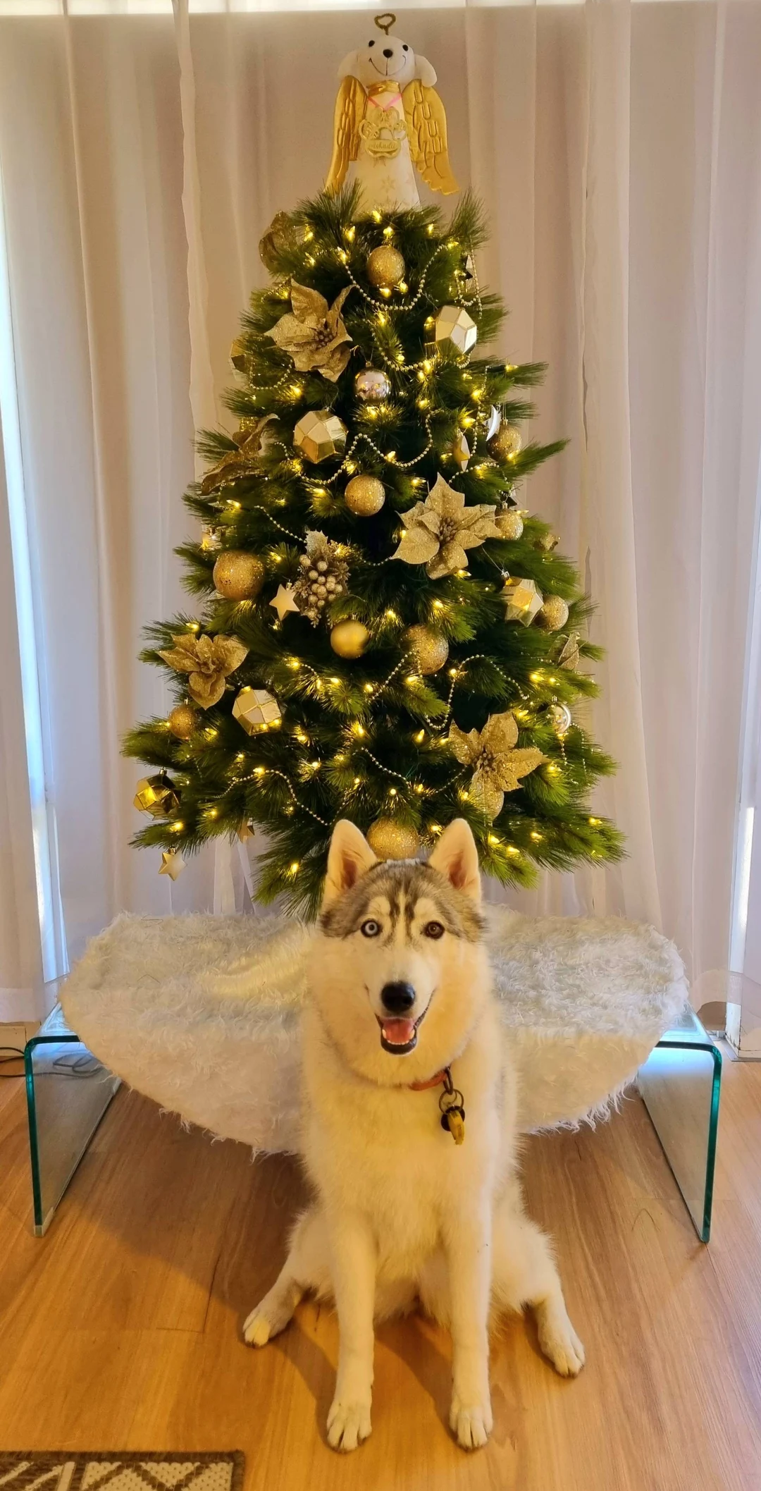 Valkyrie's first Christmas sploot | Scrolller