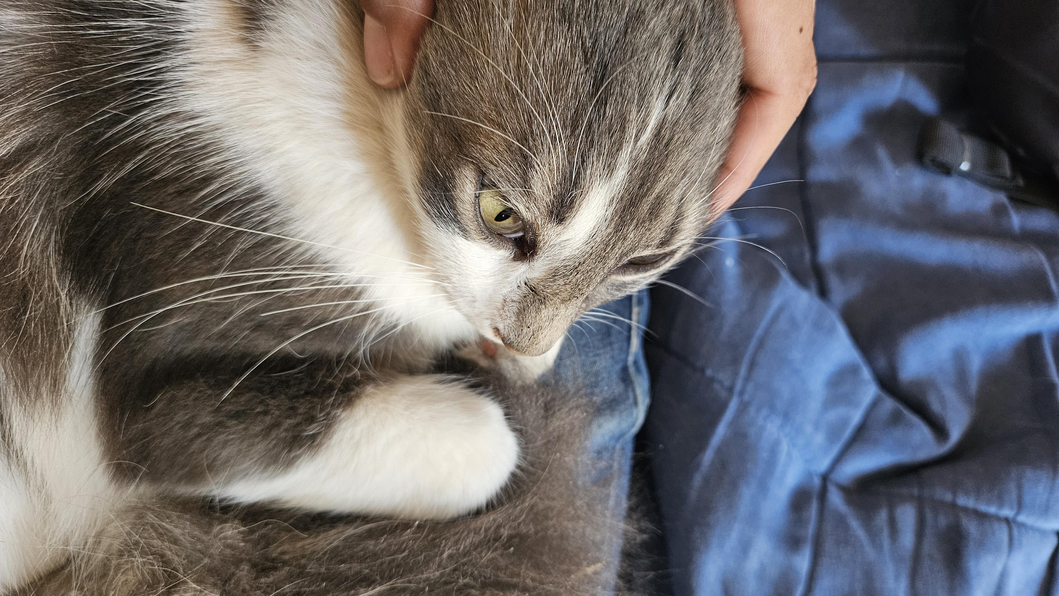 He sat on my lap and started purring when being stremtches | Scrolller