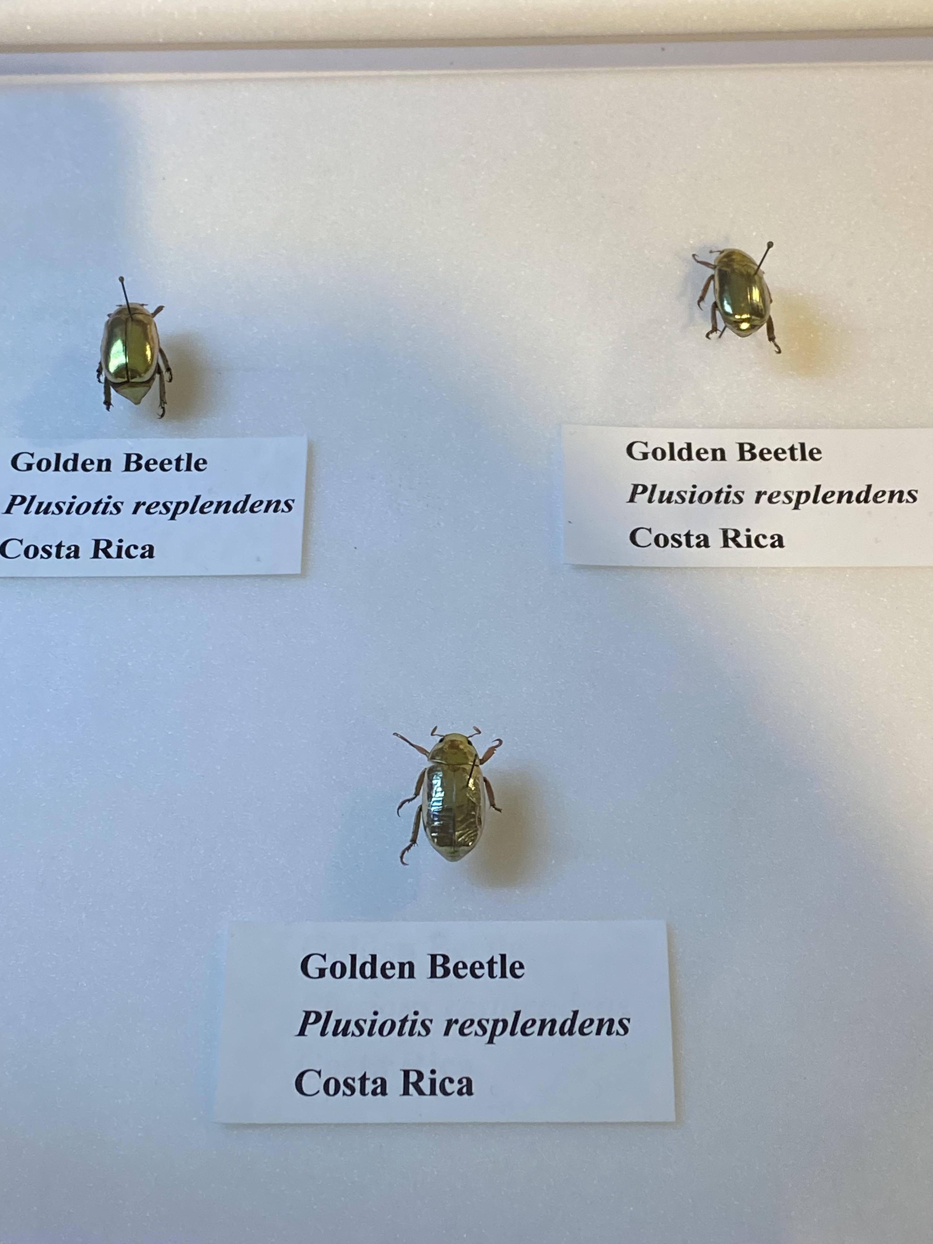 Golden beetle | Scrolller