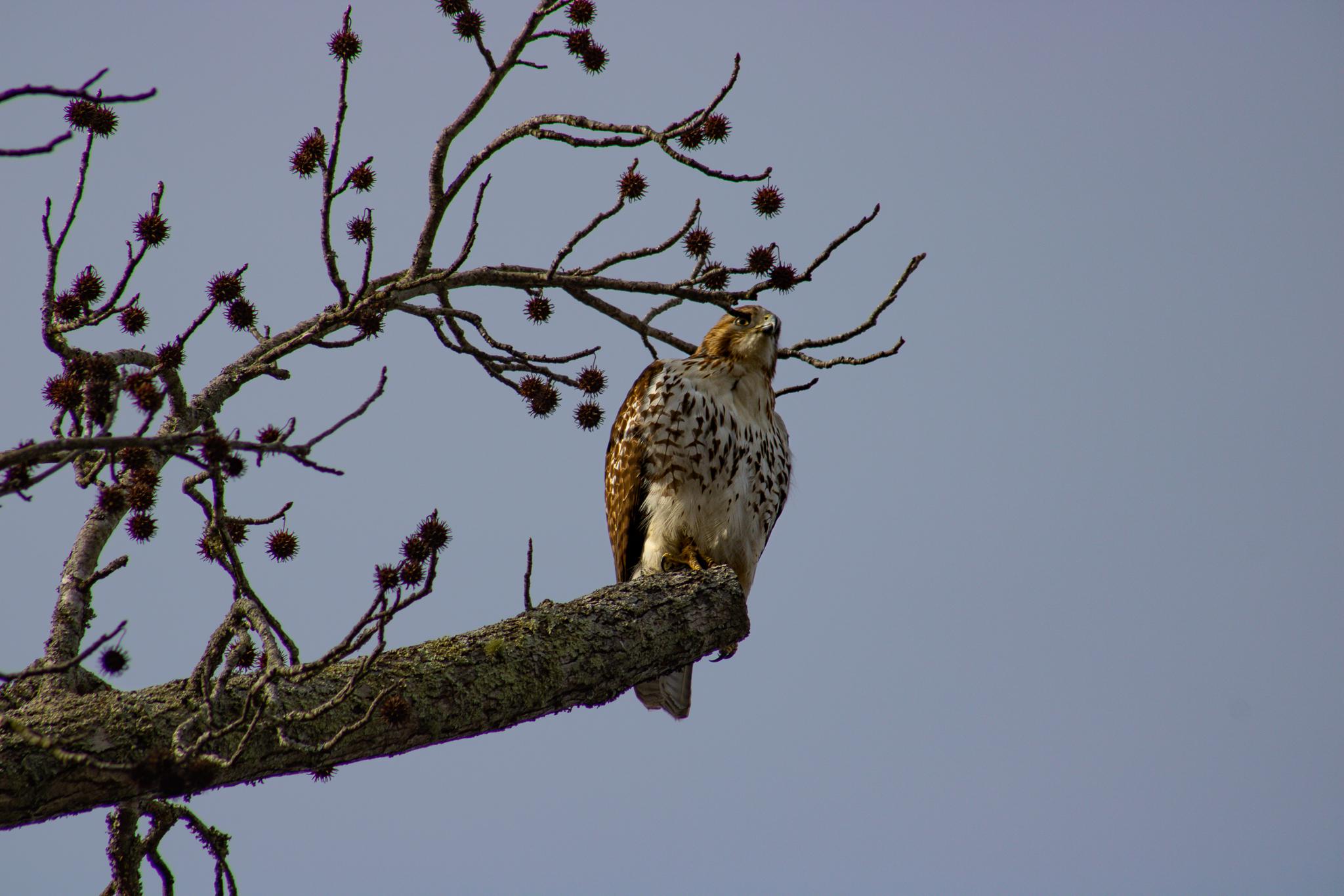 Red-tailed Hawk | Scrolller