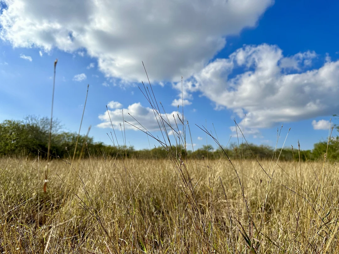 South Tx | Scrolller