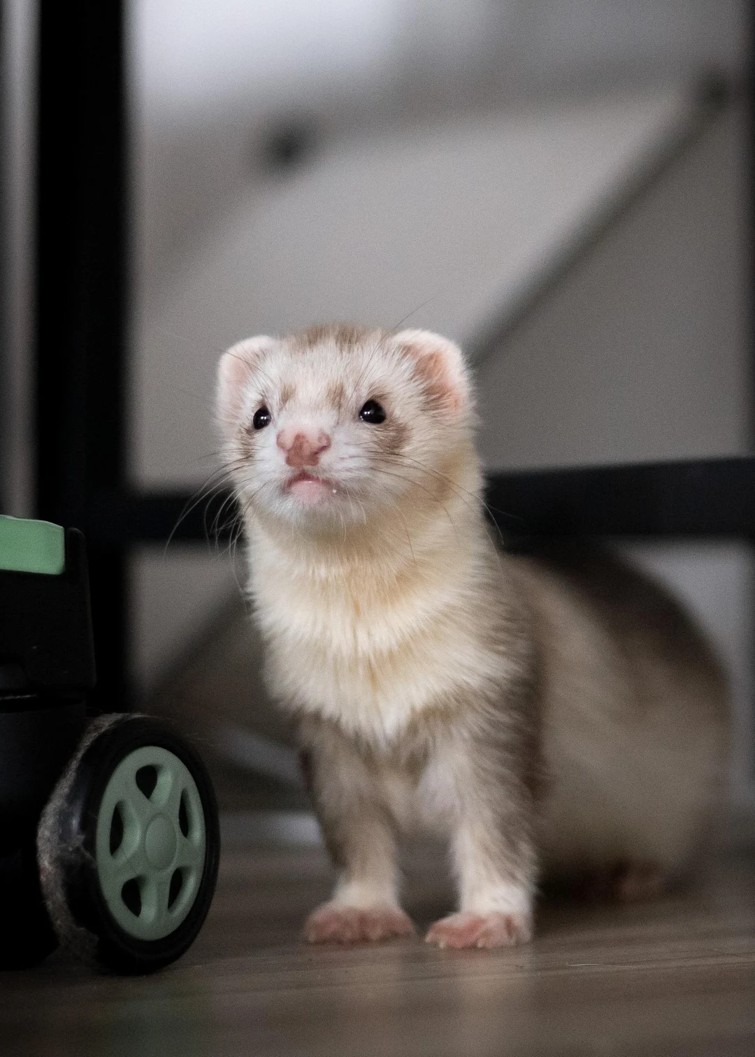 Mae wants you to boop her nose | Scrolller