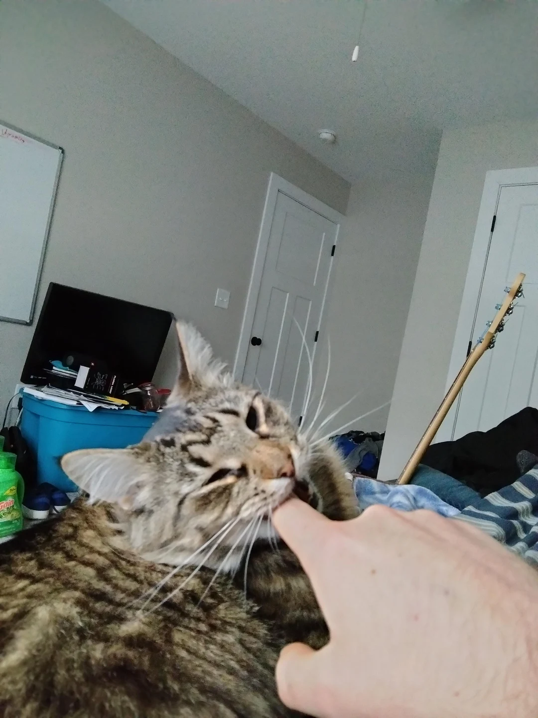 Floofy biter | Scrolller