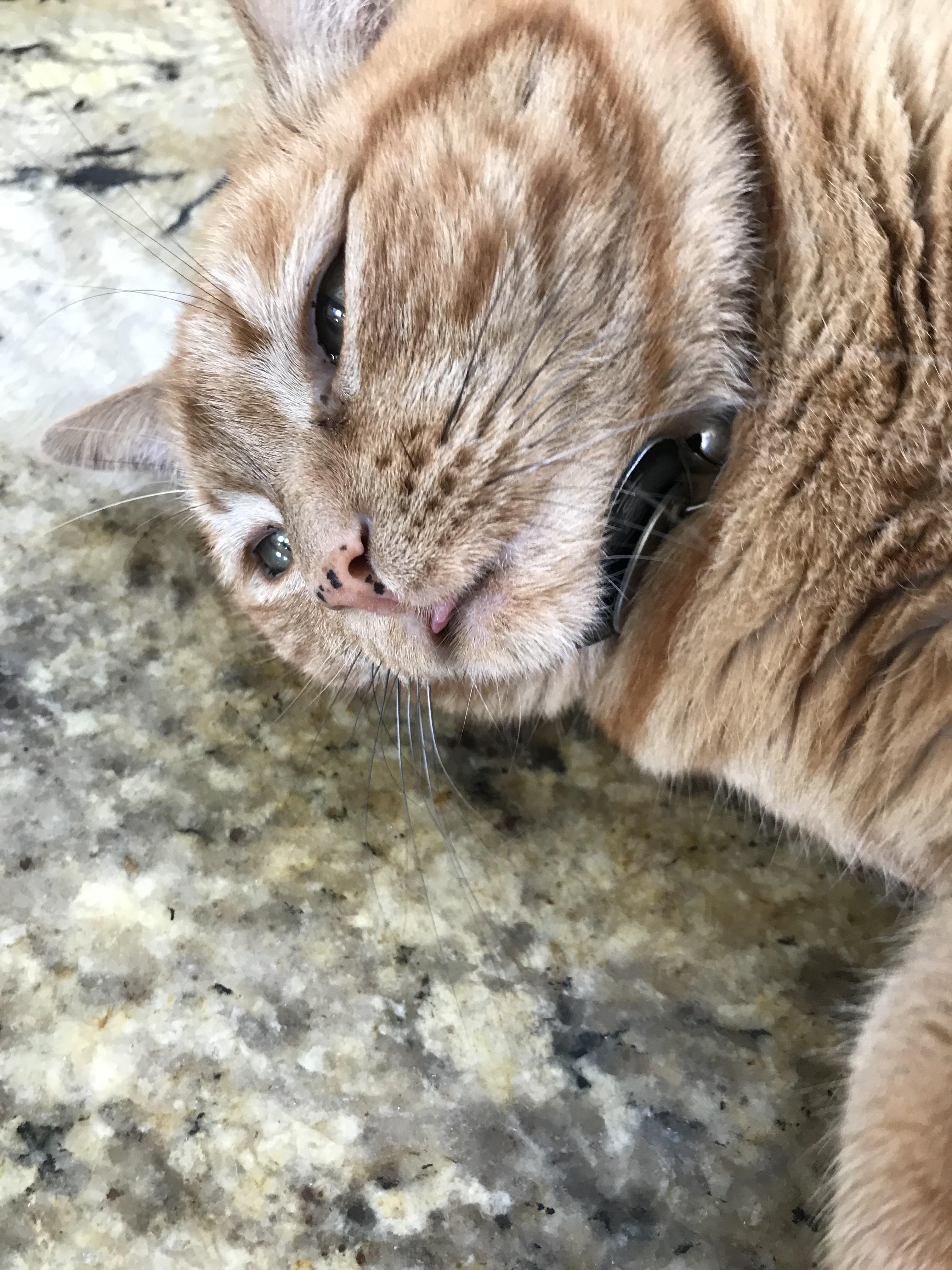 Mini blep | Scrolller