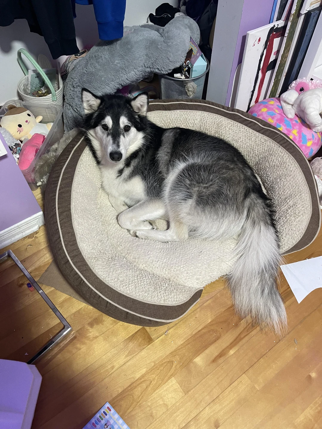 I’m so comfy | Scrolller