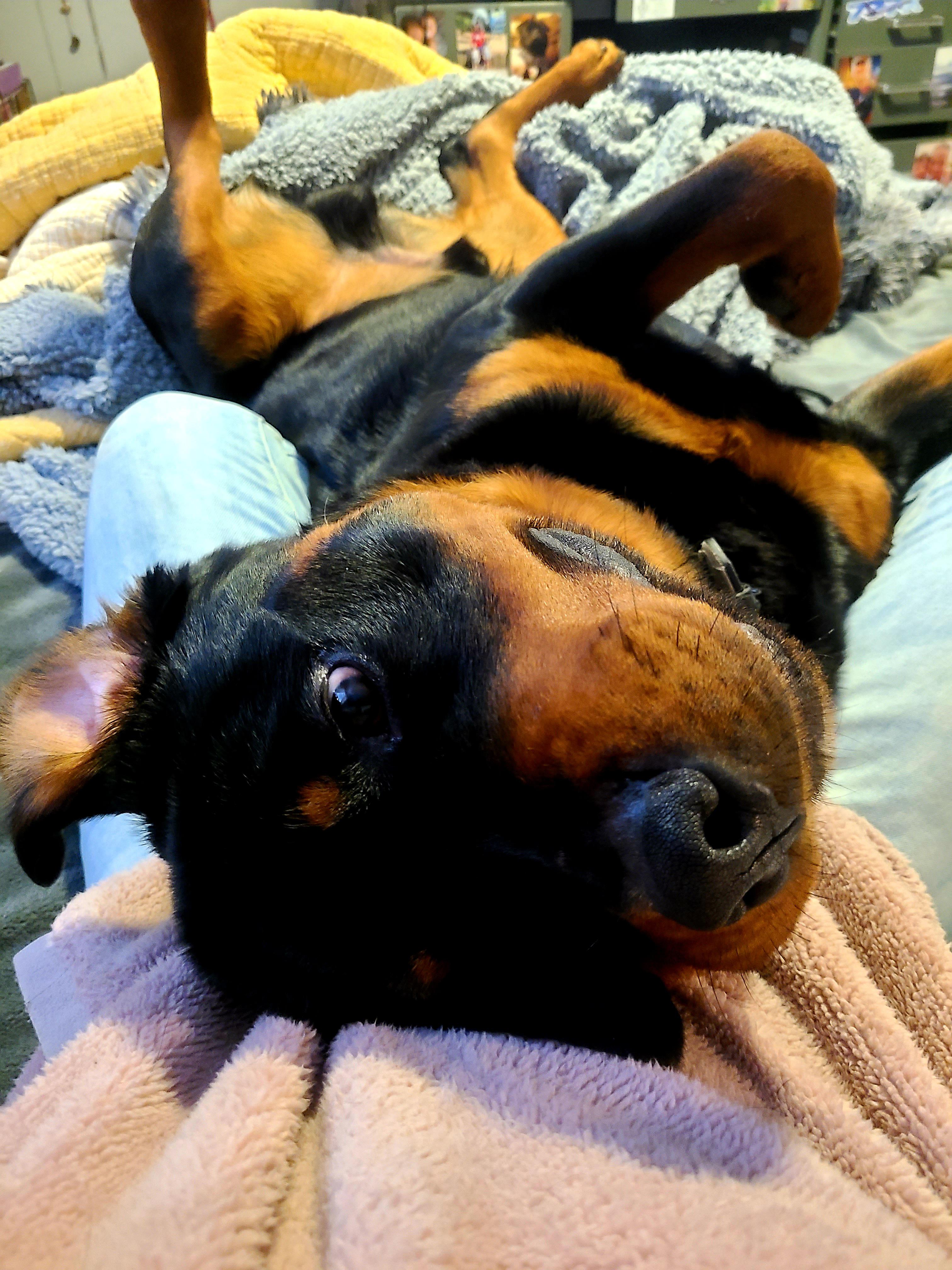 Still a puppy and always a derp at heart | Scrolller