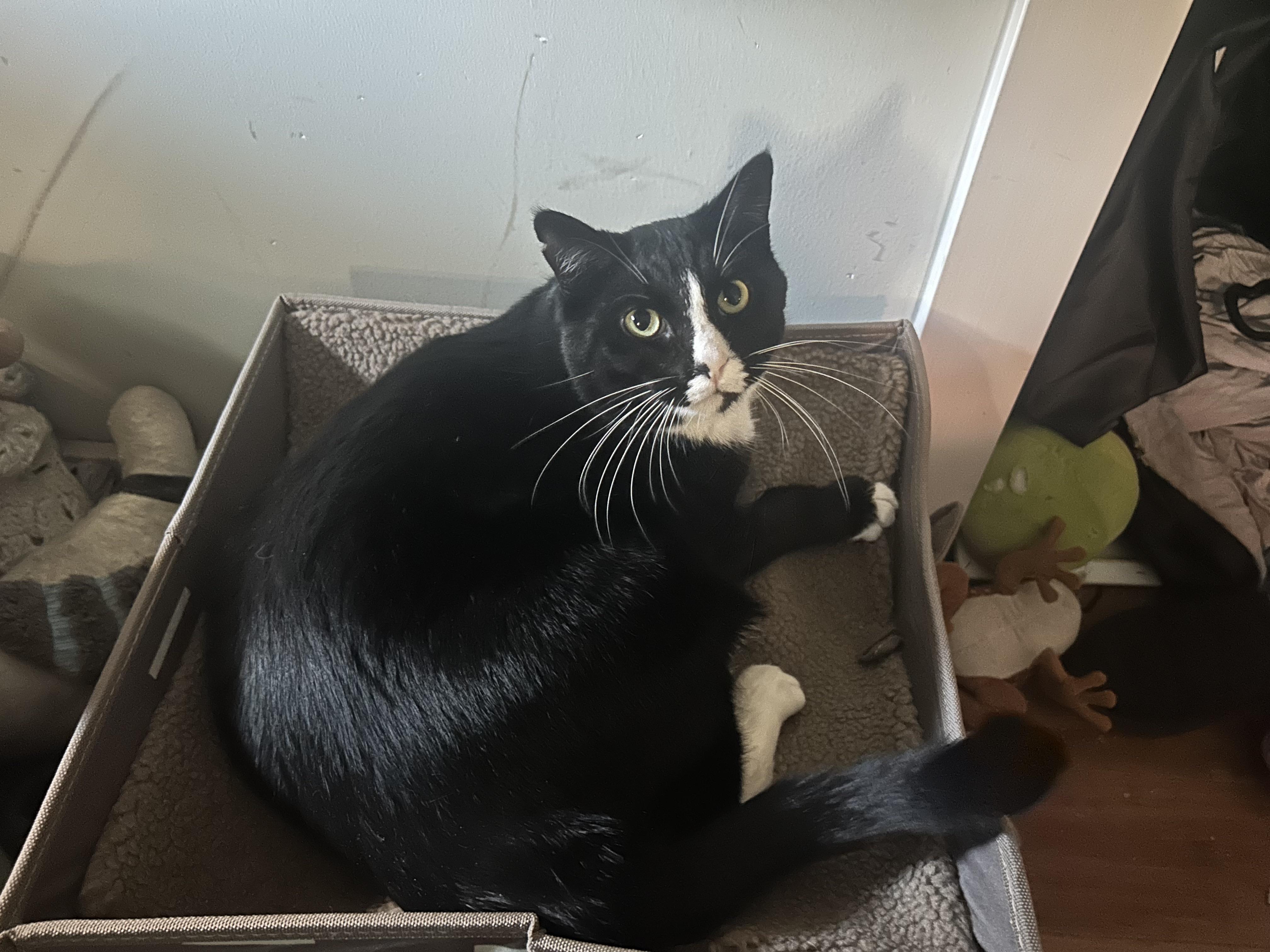 Bilbo loves his new bed - he’s so handsome! | Scrolller