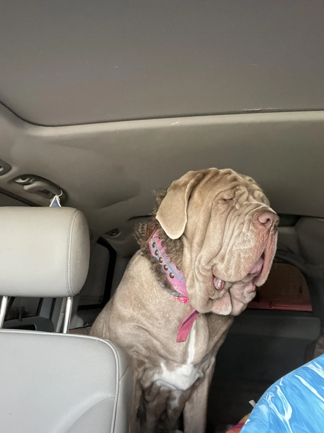 Off to the farmers market. Oh Carmela Marie. | Scrolller