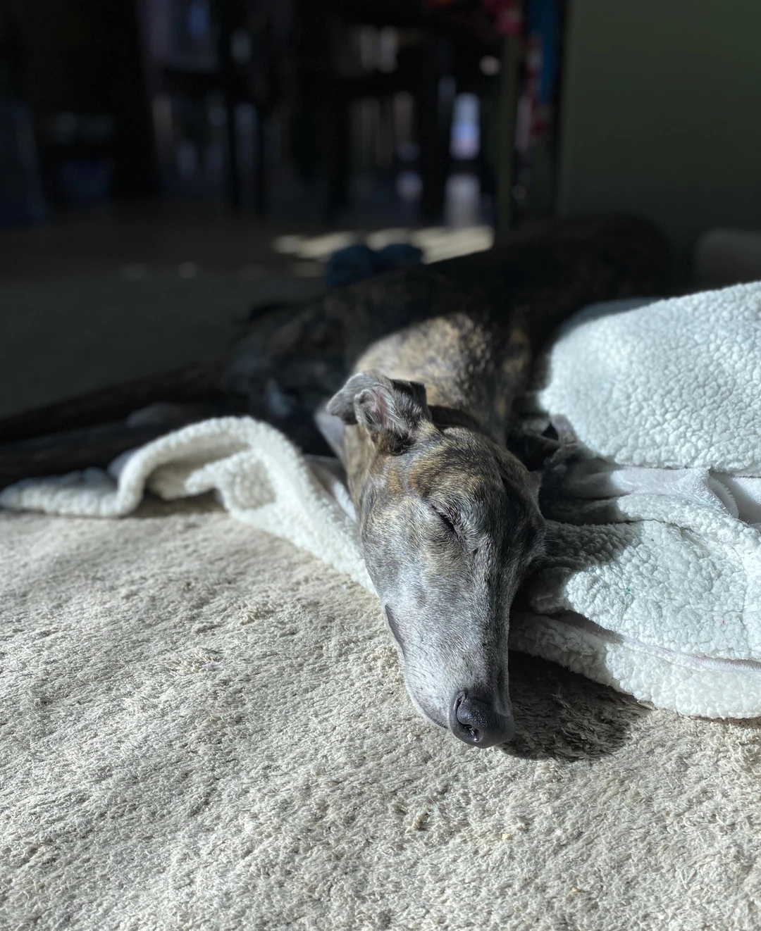 gotta sun the snoot | Scrolller